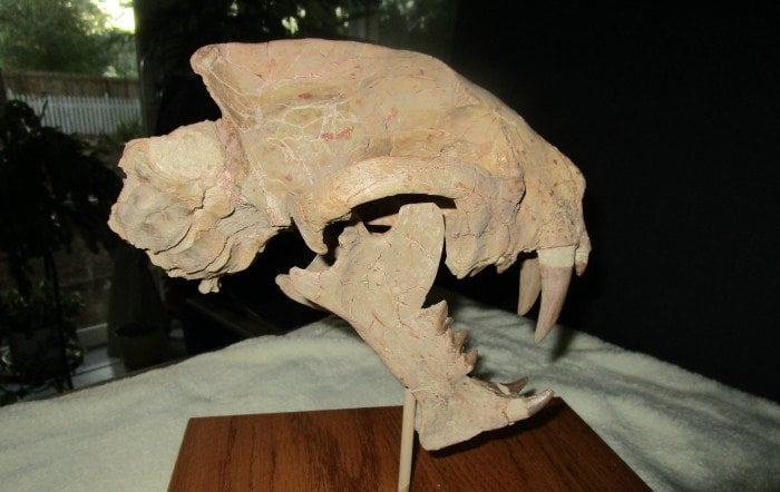 Is this smilodon skull real? - Is It Real? How to Recognize Fossil ...