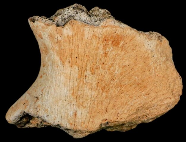 Triceratops jaw hinge? - Is It Real? How to Recognize Fossil ...