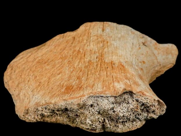 Triceratops jaw hinge? - Is It Real? How to Recognize Fossil ...