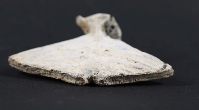 Peace River Hypural - Fossil ID - The Fossil Forum