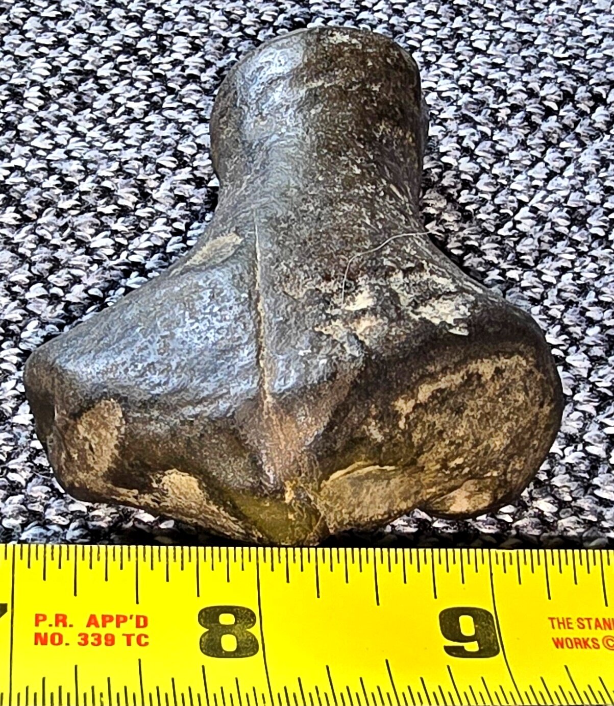 Texas Bone ID Pleaase - Fossil ID - The Fossil Forum