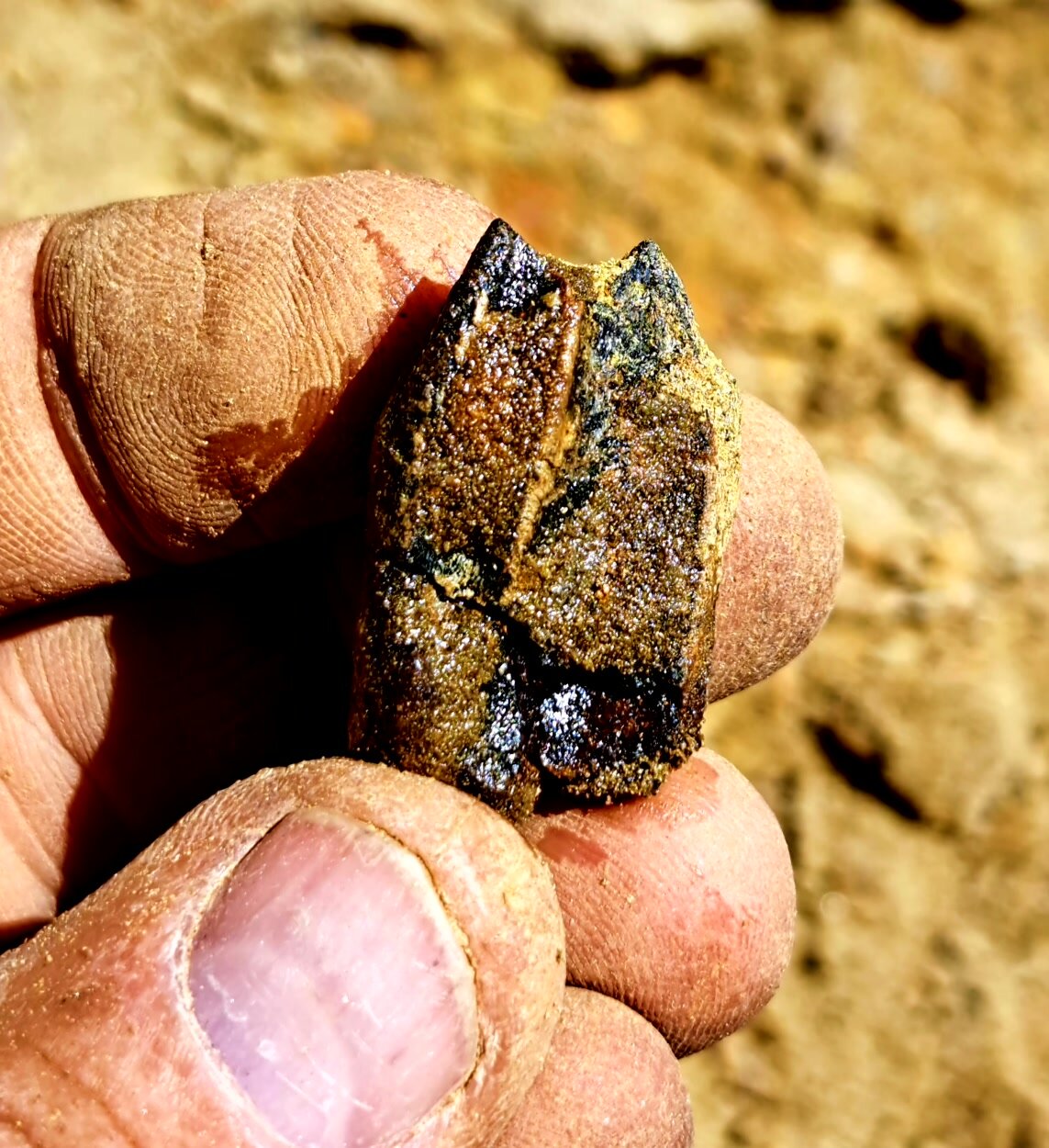 More Wyoming Dino Trip Pics - Fossil Hunting Trips - The Fossil Forum