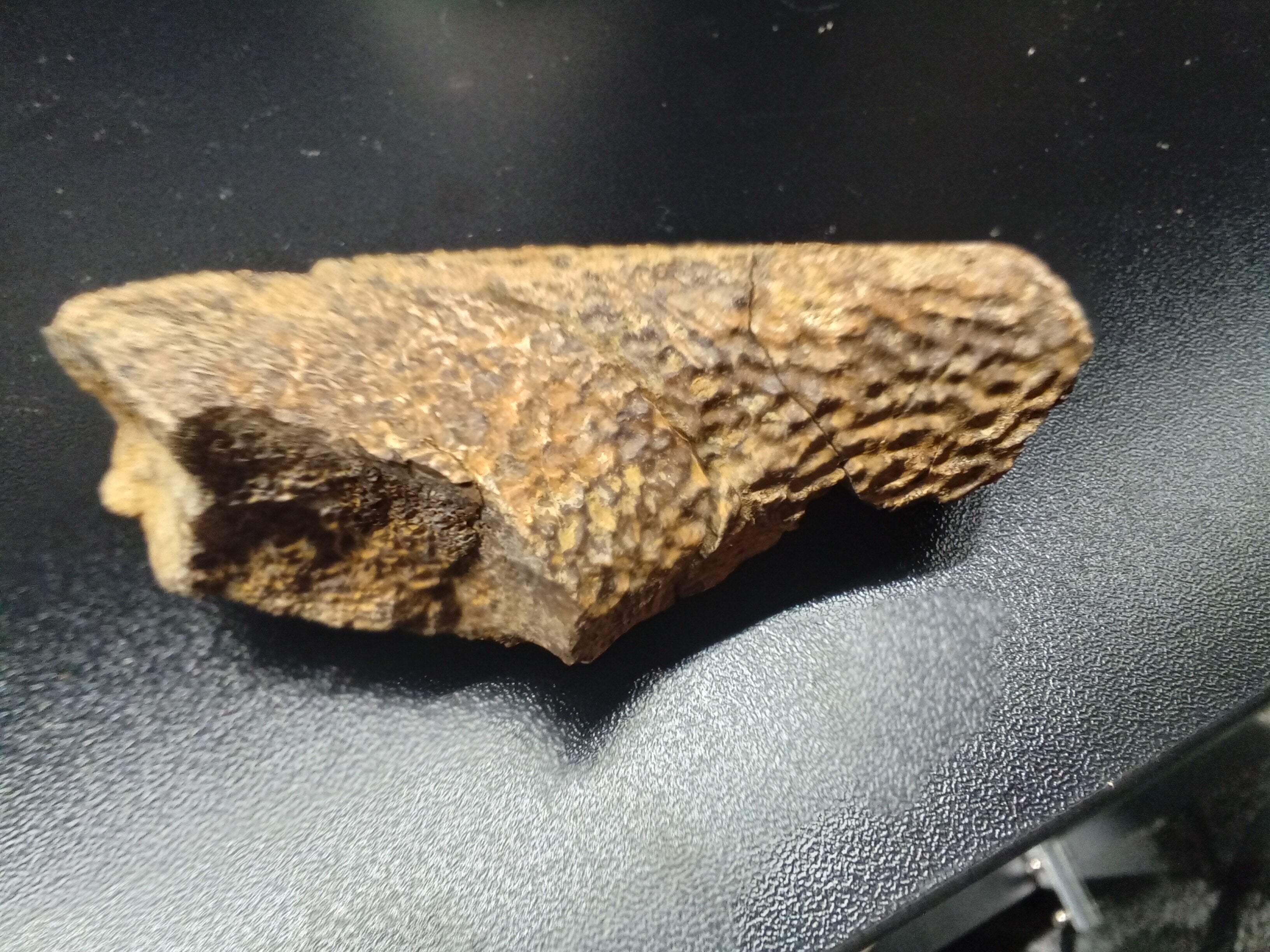 What species of turtle is this? Hell Creek Formation Wyoming - Fossil ...