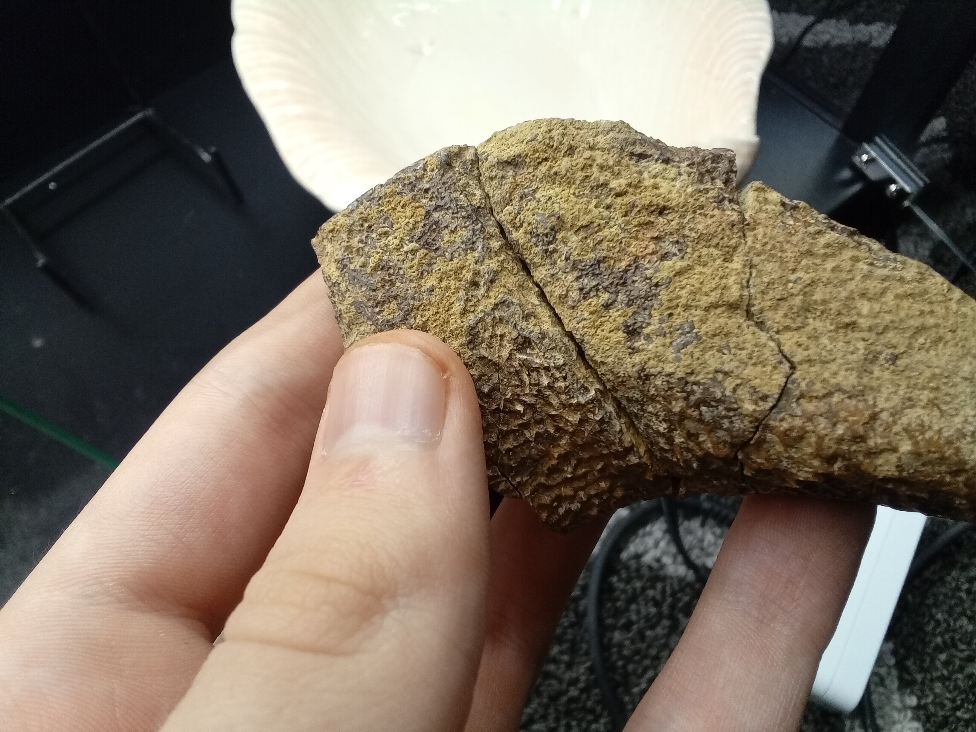 What species of turtle is this? Hell Creek Formation Wyoming - Fossil ...