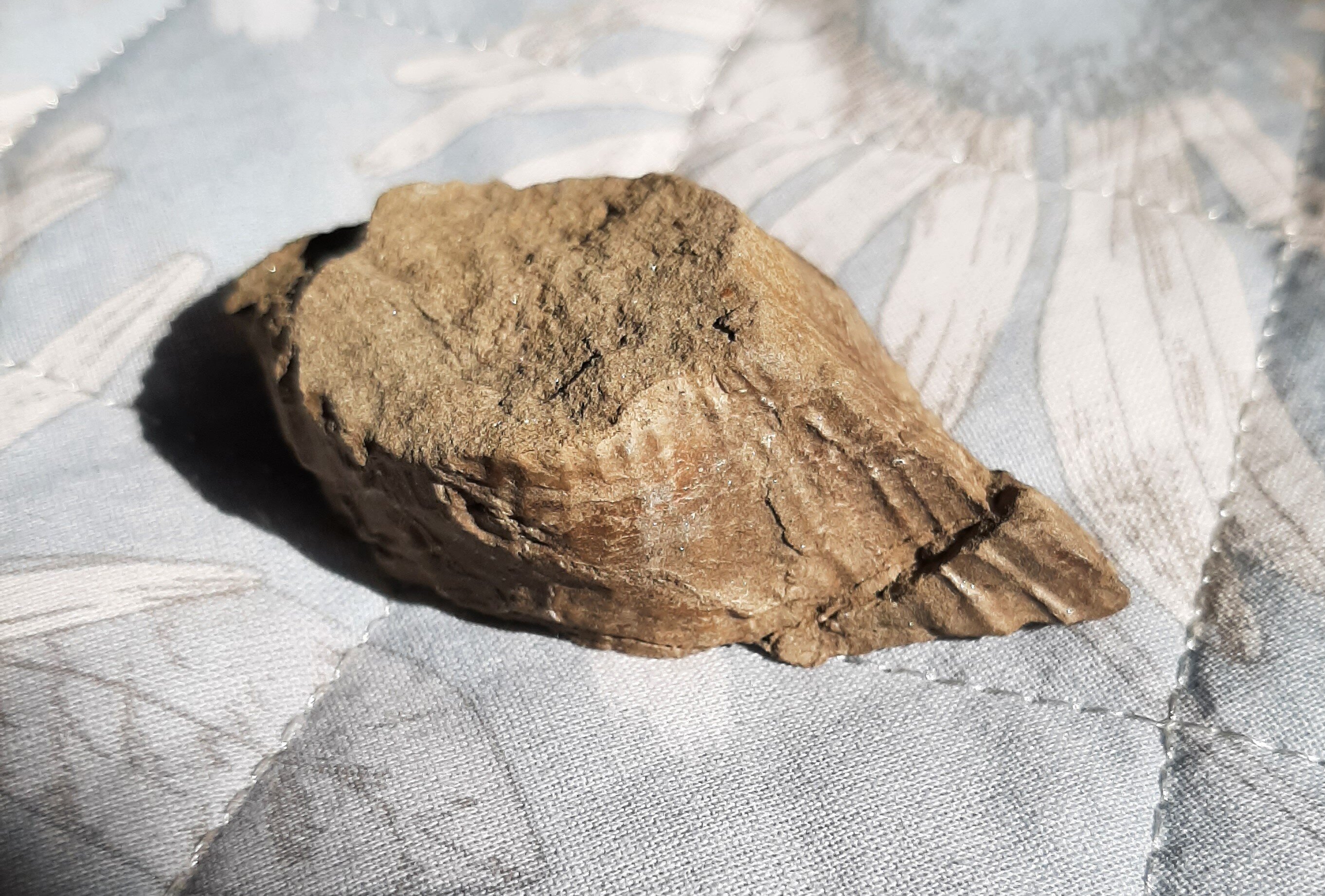 Fossil identification 2 - Fossil ID - The Fossil Forum