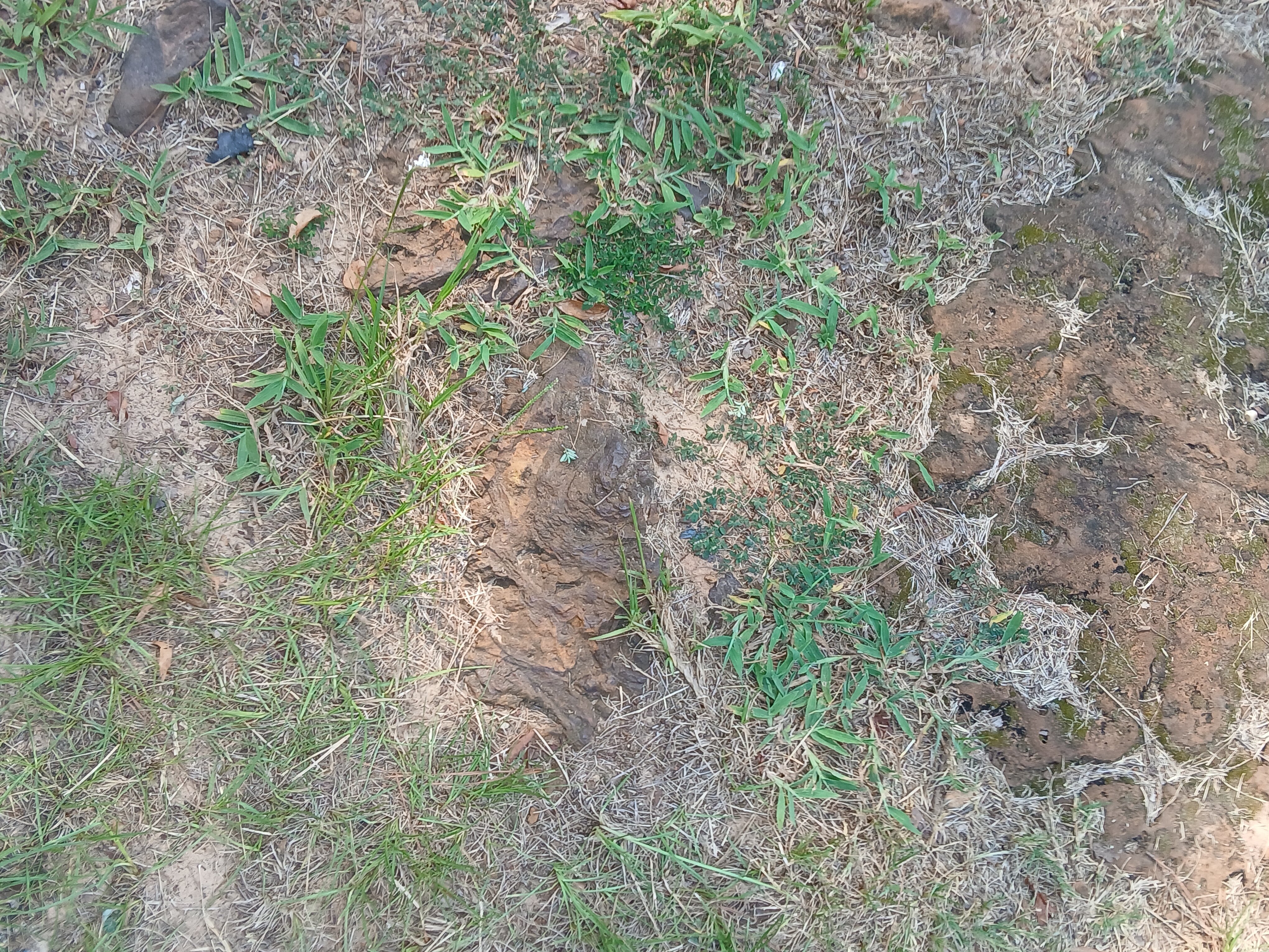 Is this just natural rock formations? - Fossil ID - The Fossil Forum