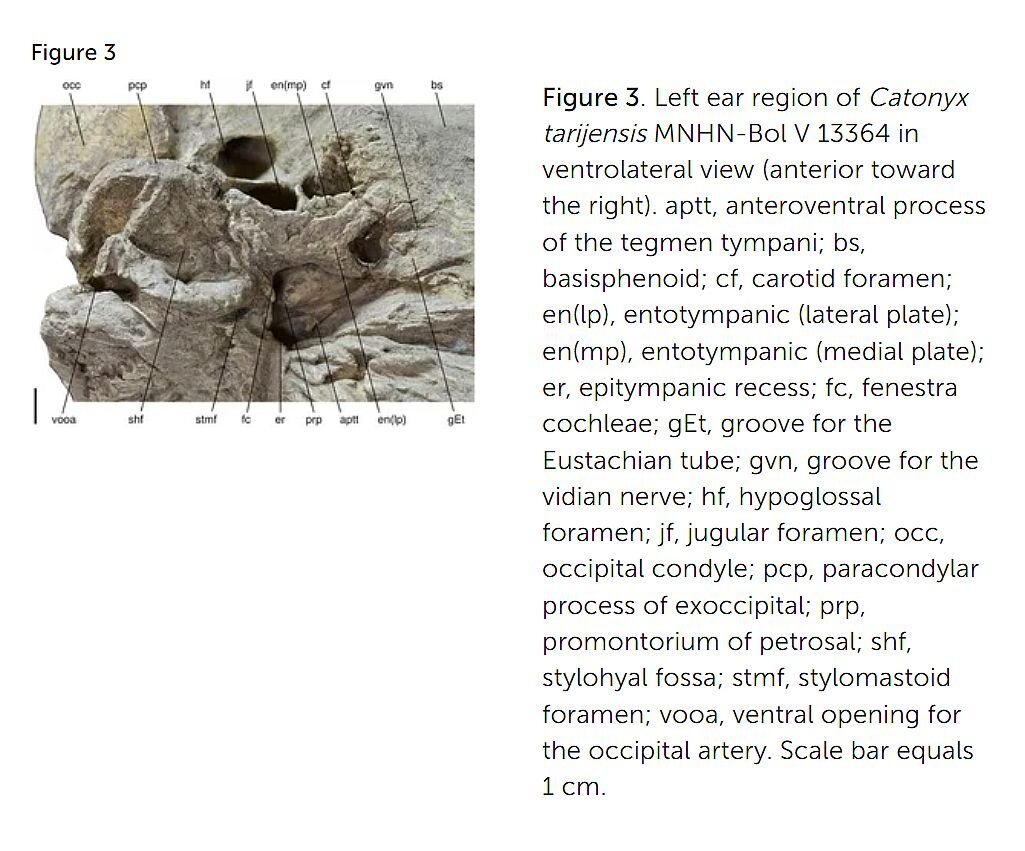 A Large Periotic - Fossil ID - The Fossil Forum