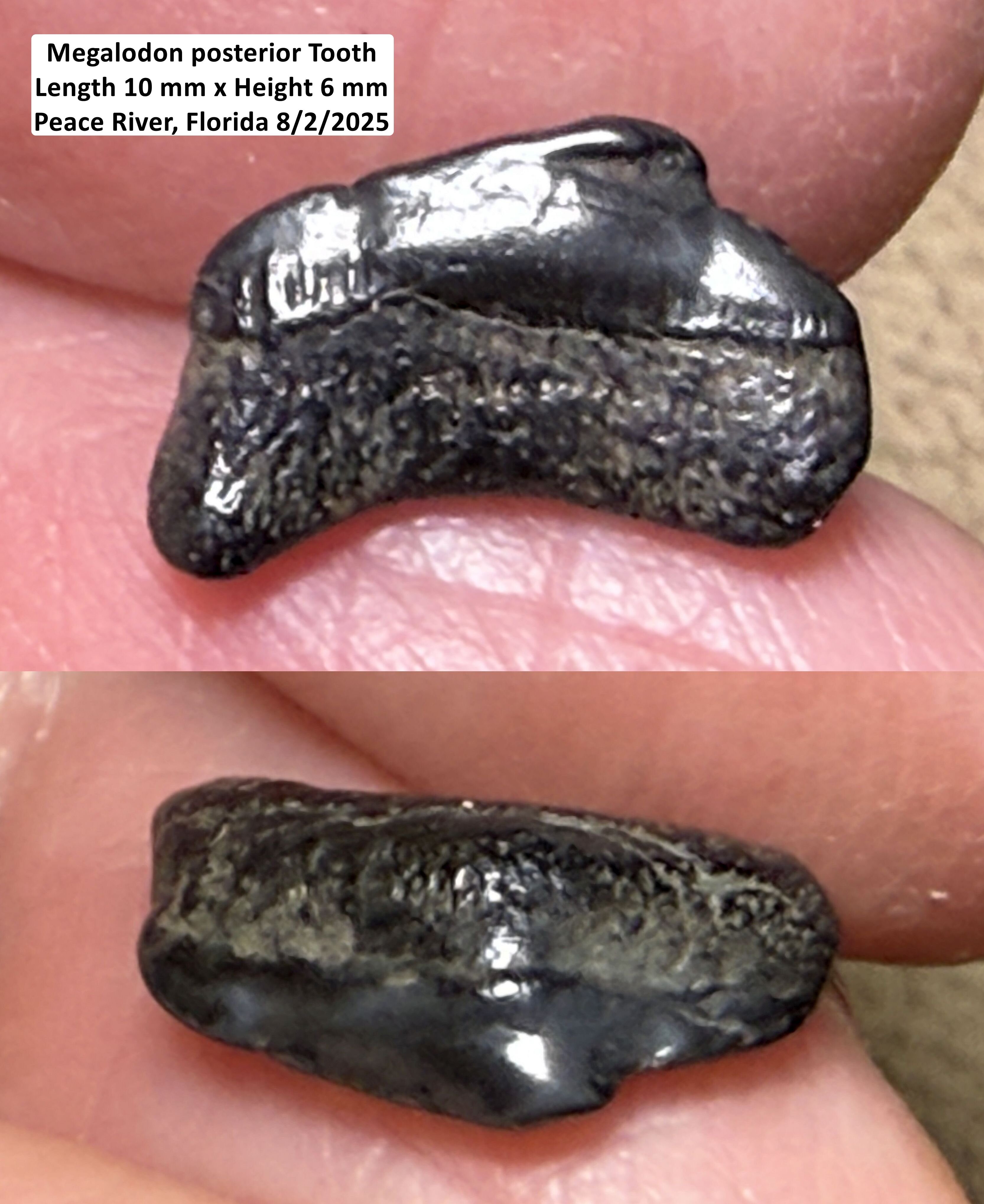 SMALL Posterior Megalodon tooth - Fossil Hunting Trips - The Fossil Forum