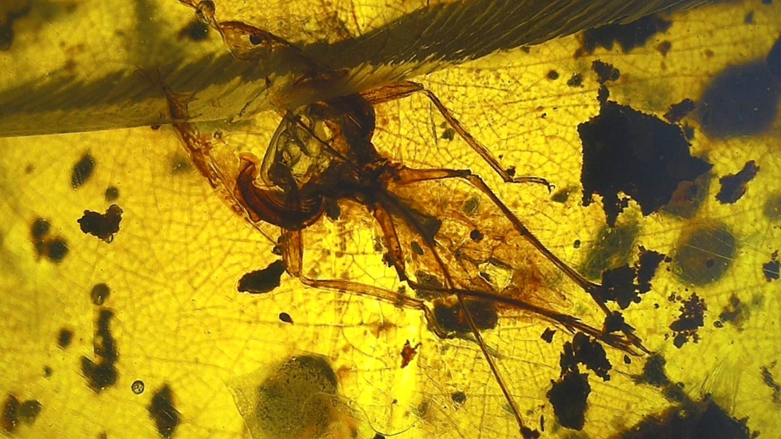 Unknown amber inclusion v2. - Fossil ID - The Fossil Forum