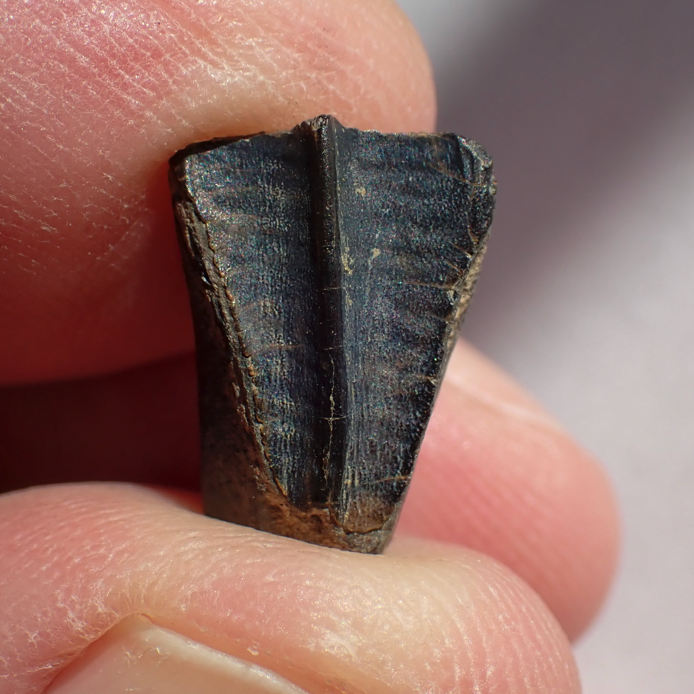 ‘Very rare’ 84-million-year-old dinosaur tooth found in Shark Tooth's ...
