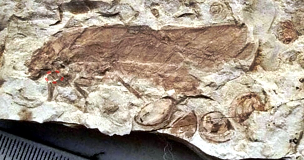 Jurassic Insect ID - Fossil ID - The Fossil Forum