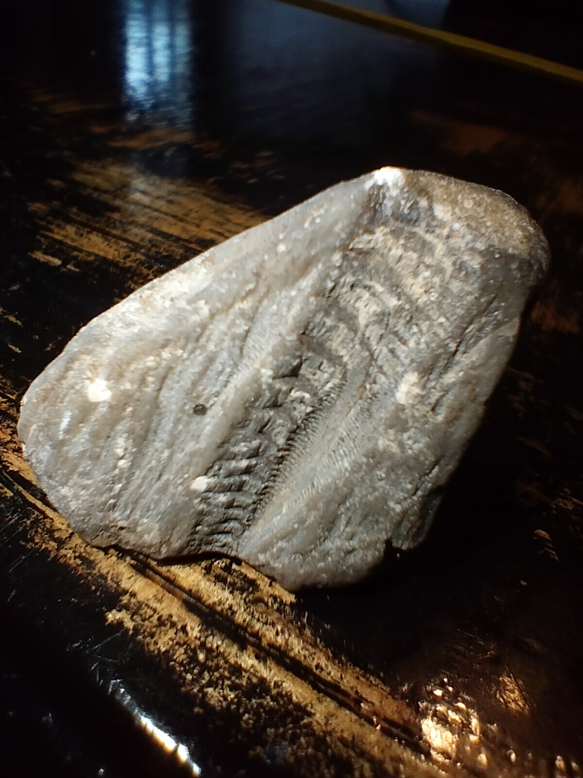 Prehistoric horse tooth? Lincoln county, Nebraska - Fossil ID - The ...