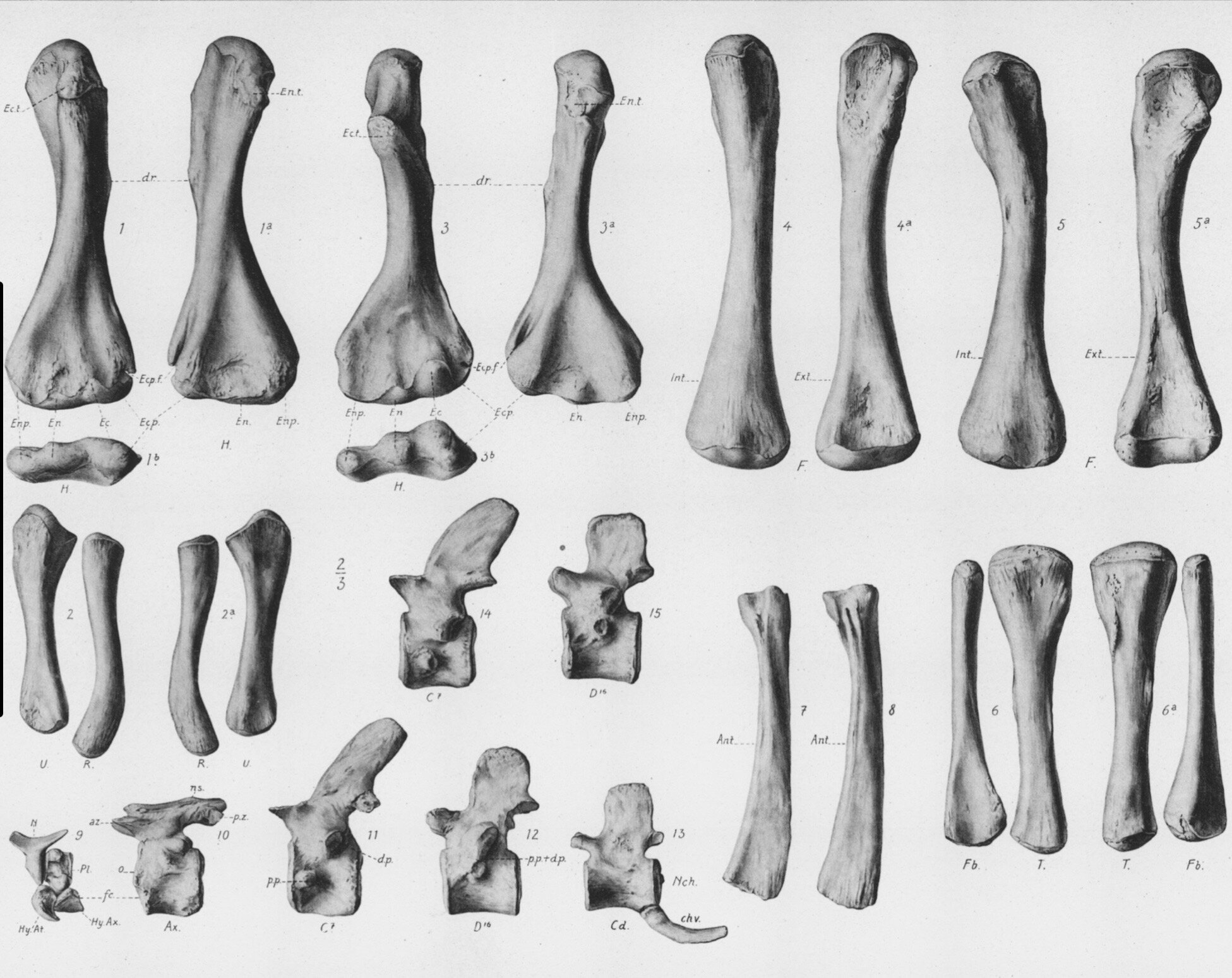 Two ends of a champsosaur femur? - Fossil ID - The Fossil Forum