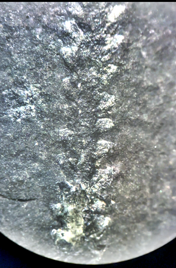 Vermont Graptolites - Fossil ID - The Fossil Forum