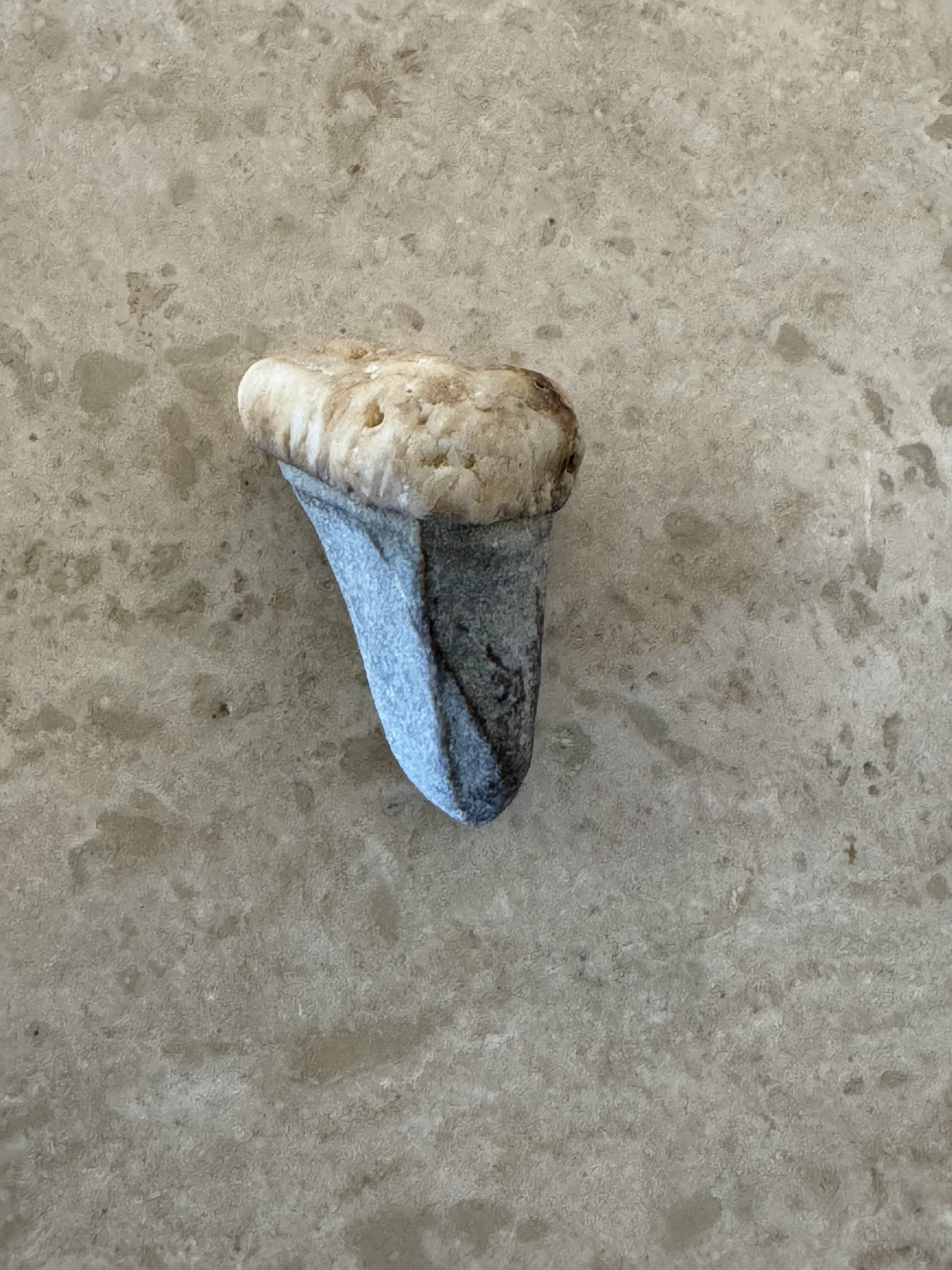 Help identifying if this is a fossilized shark tooth - Fossil ID - The ...