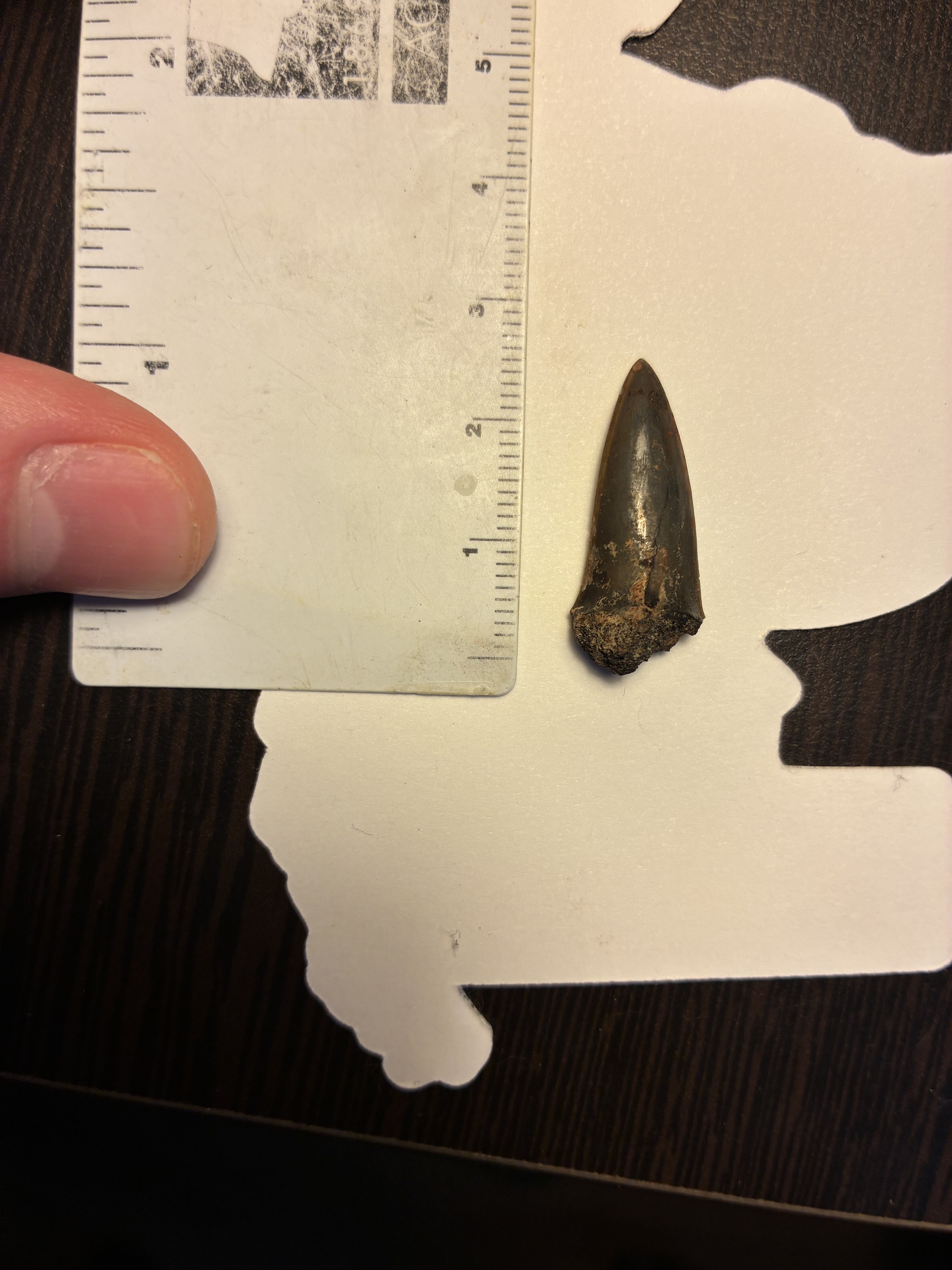 Fossil tooth - Fossil ID - The Fossil Forum