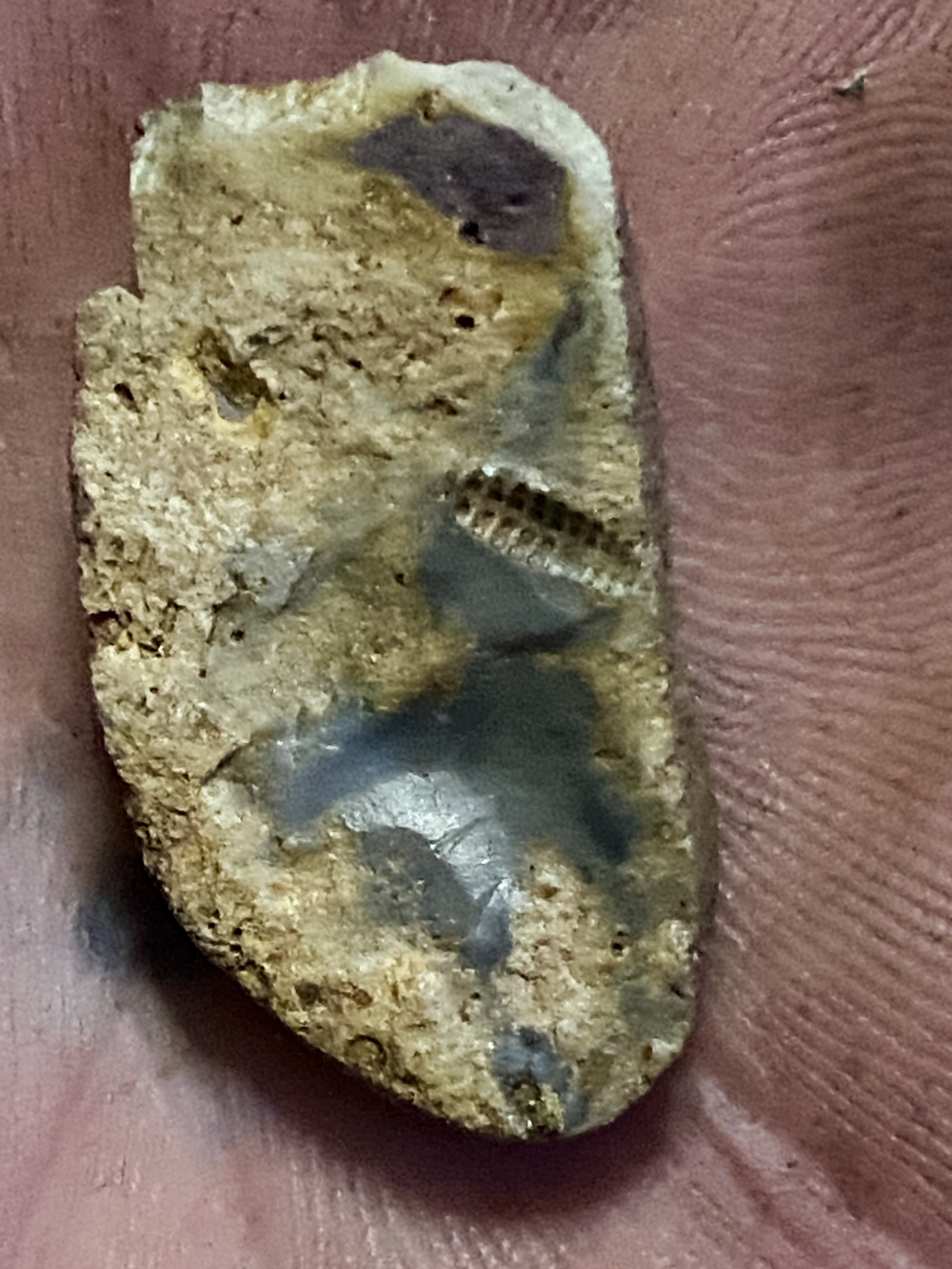 Micro fossil? - Fossil ID - The Fossil Forum