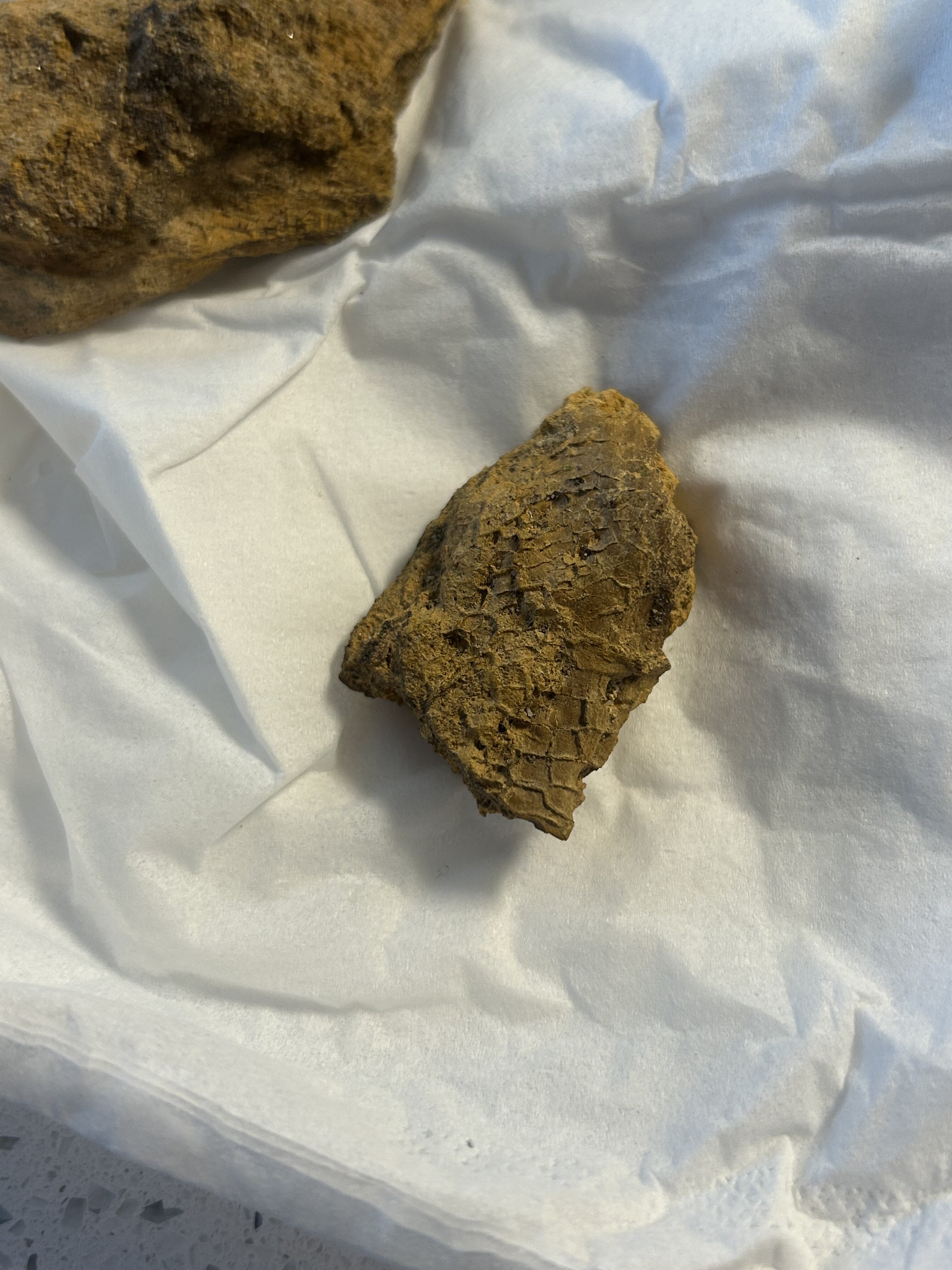 Show a few fossils, that are from the same state. Can we show all 50 ...