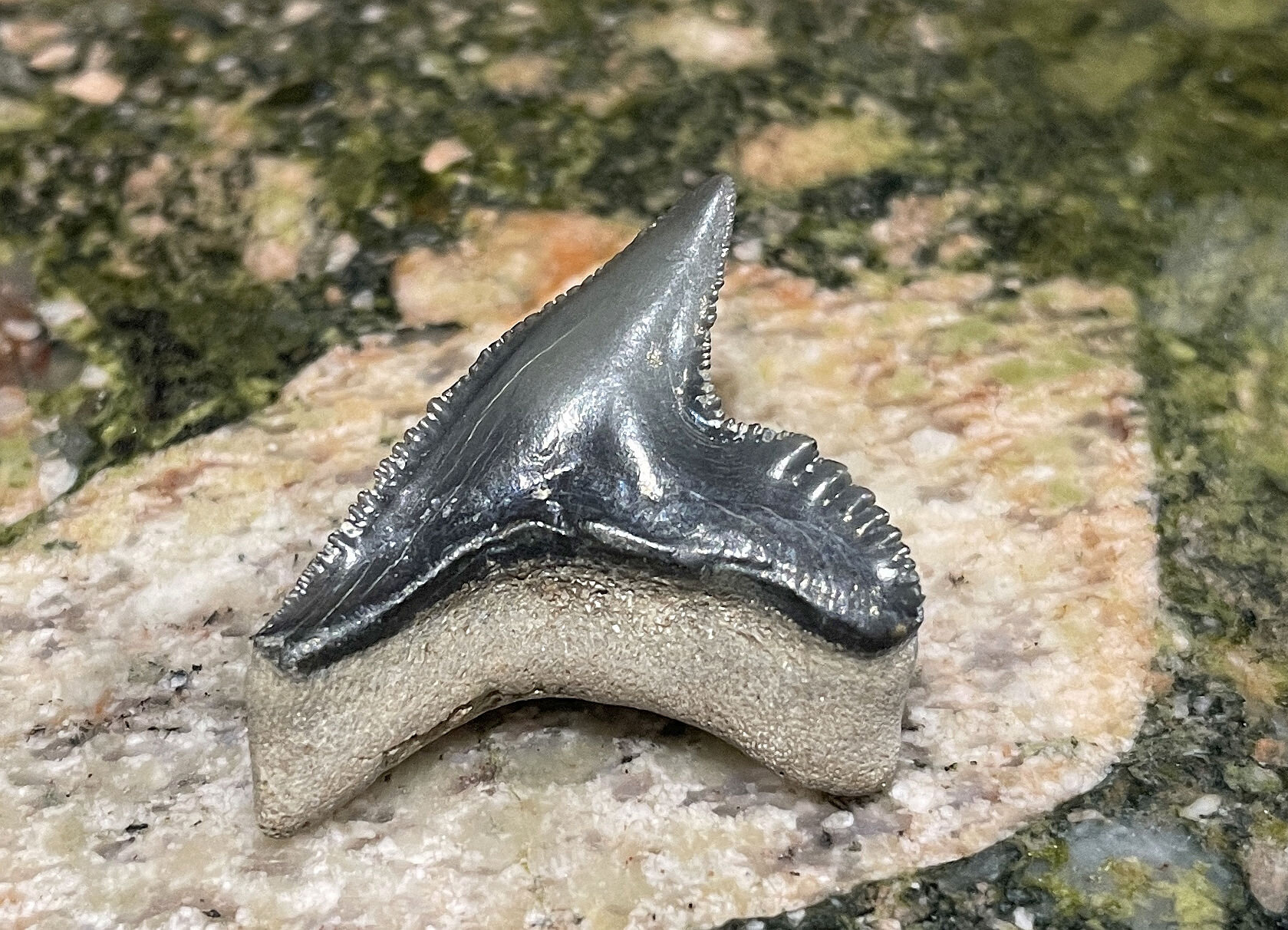 Was this a planted tooth? - Fossil ID - The Fossil Forum