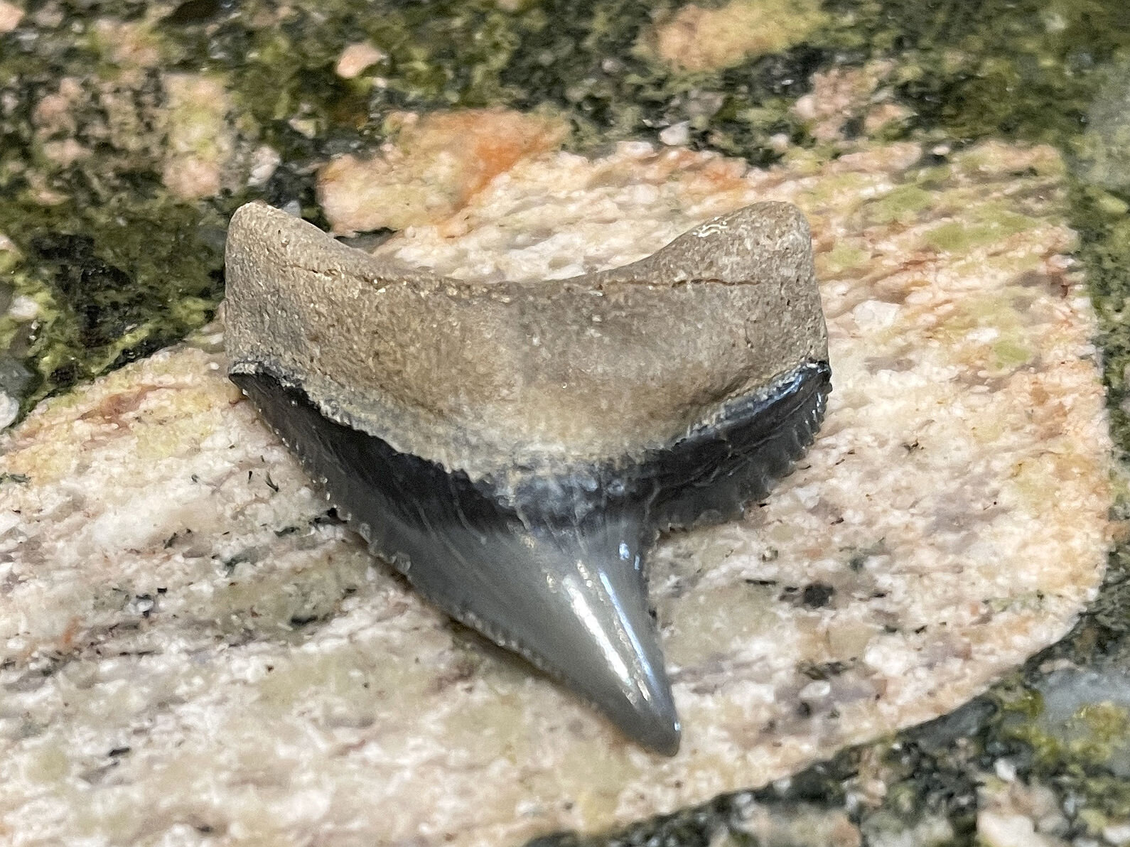 Was this a planted tooth? - Fossil ID - The Fossil Forum