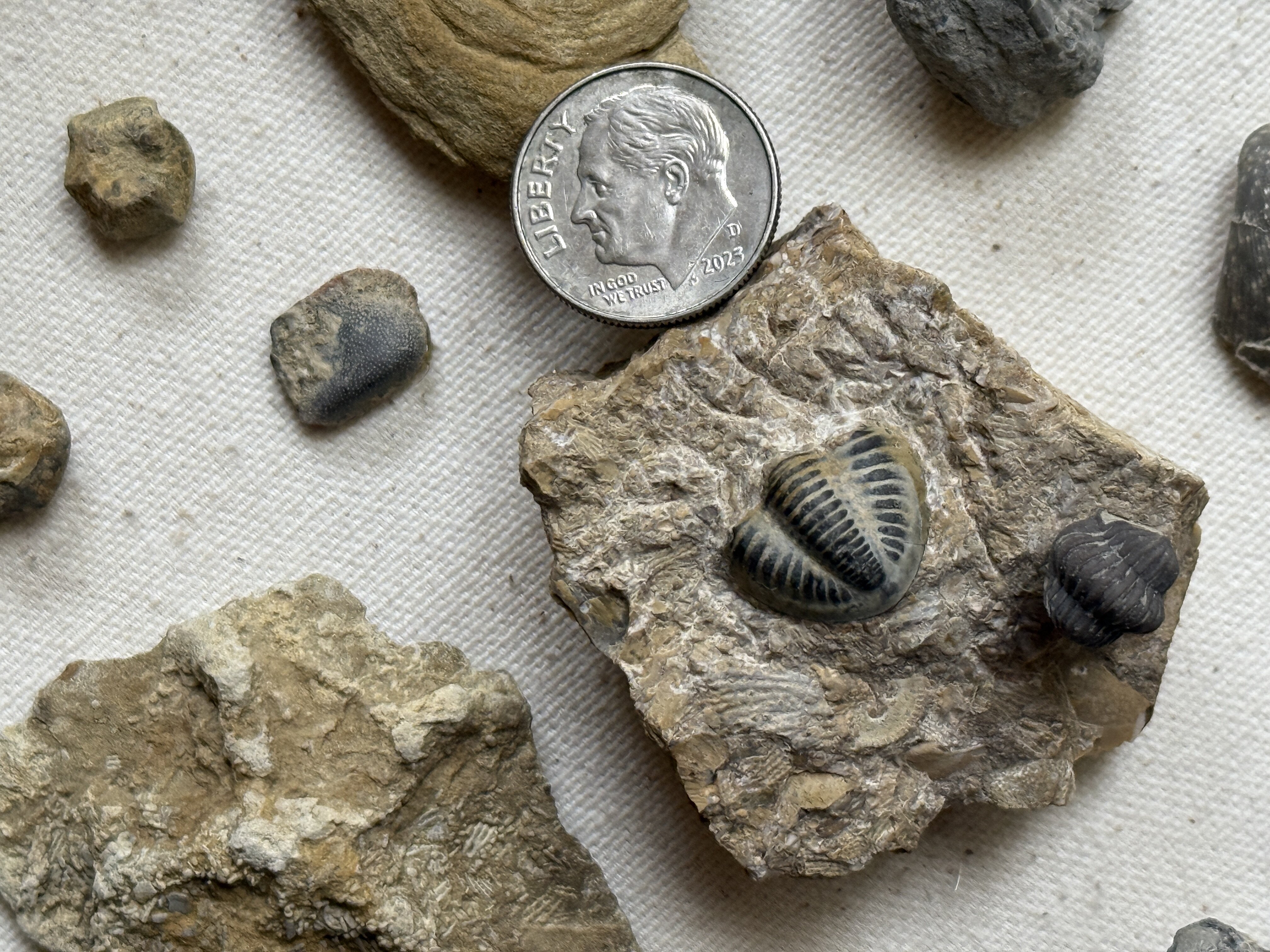 Paleozoic Shark Tooth? - Fossil ID - The Fossil Forum