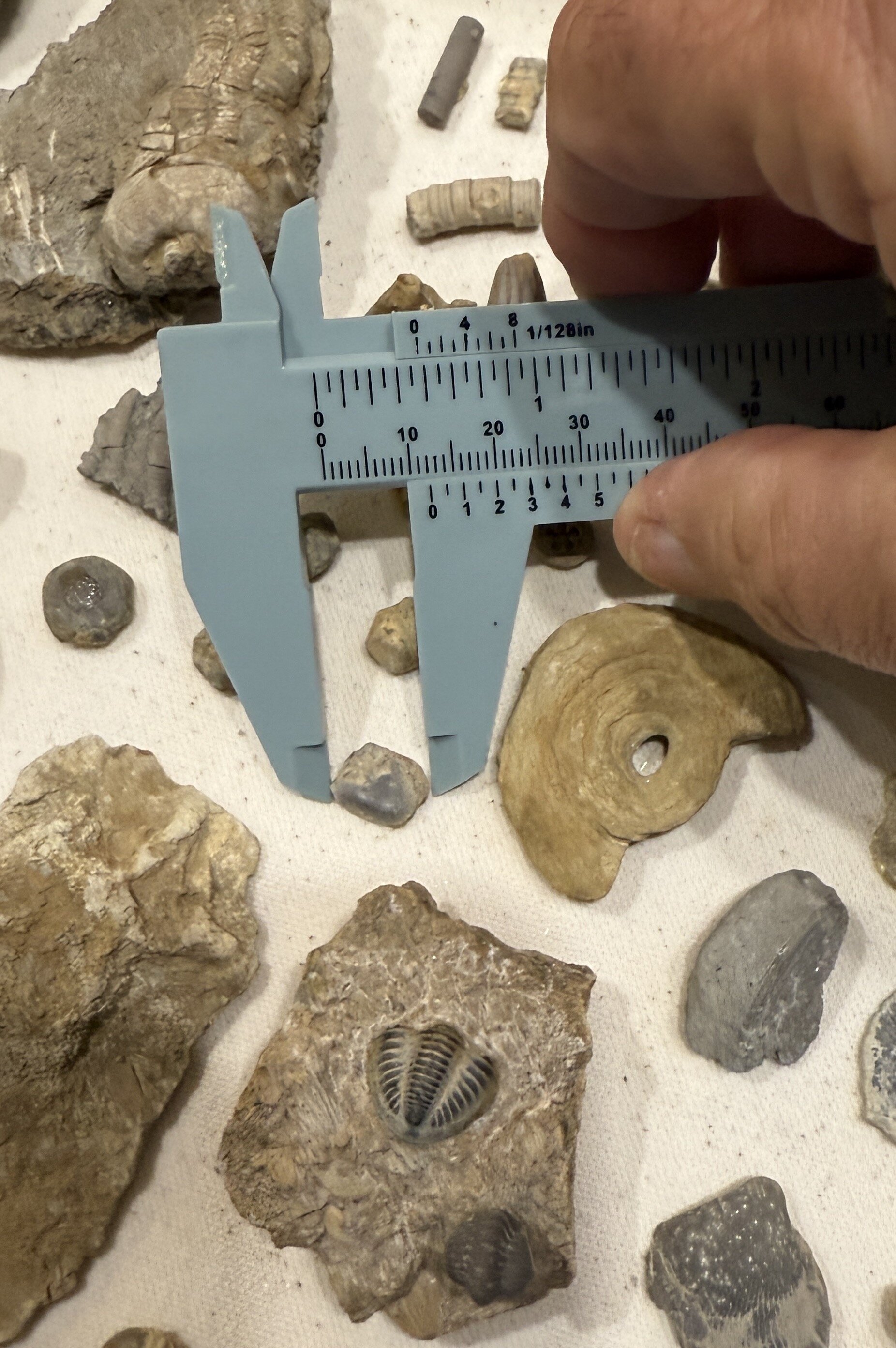 Paleozoic Shark Tooth? - Fossil ID - The Fossil Forum