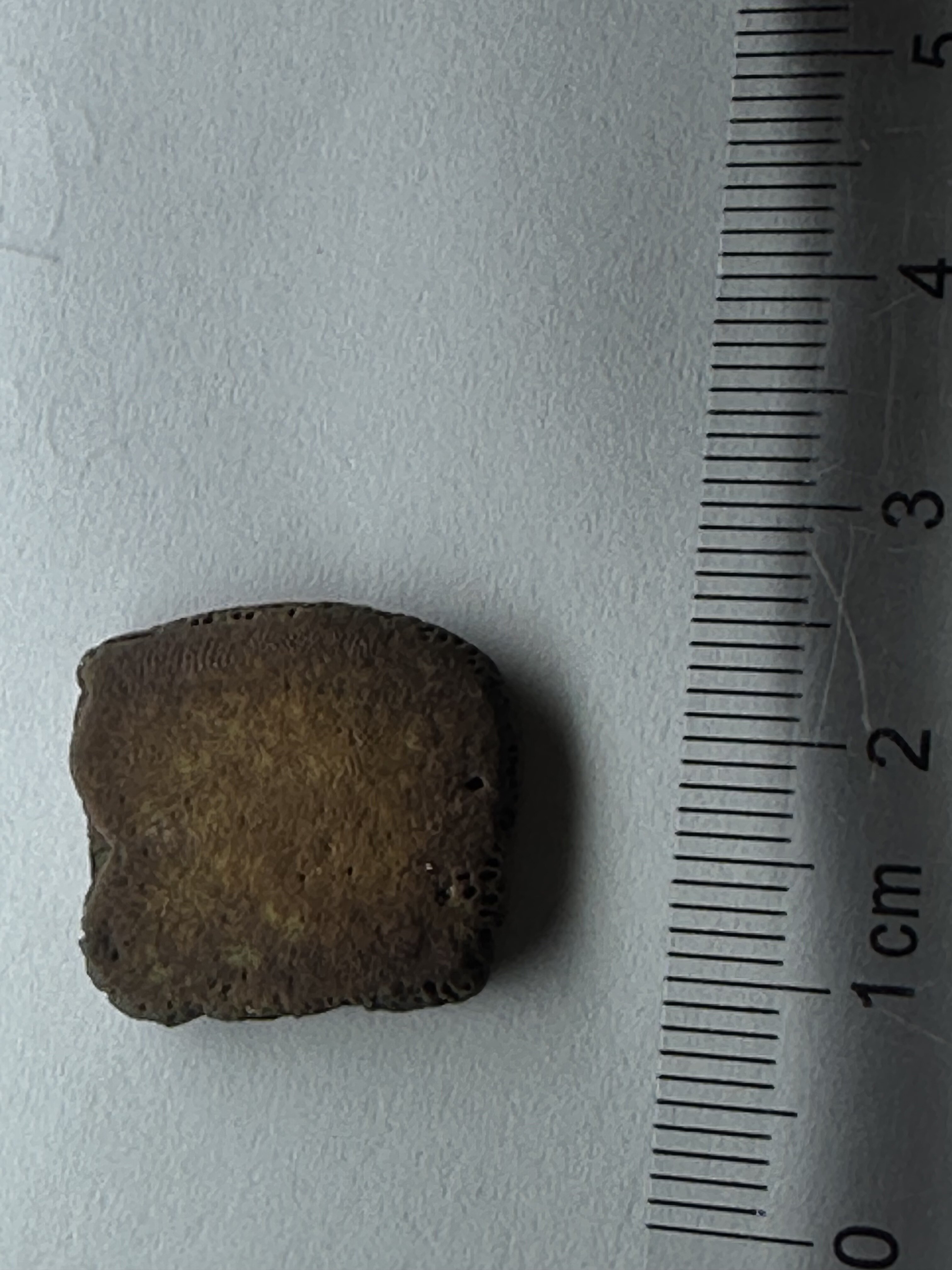 Fish scale - Fossil ID - The Fossil Forum