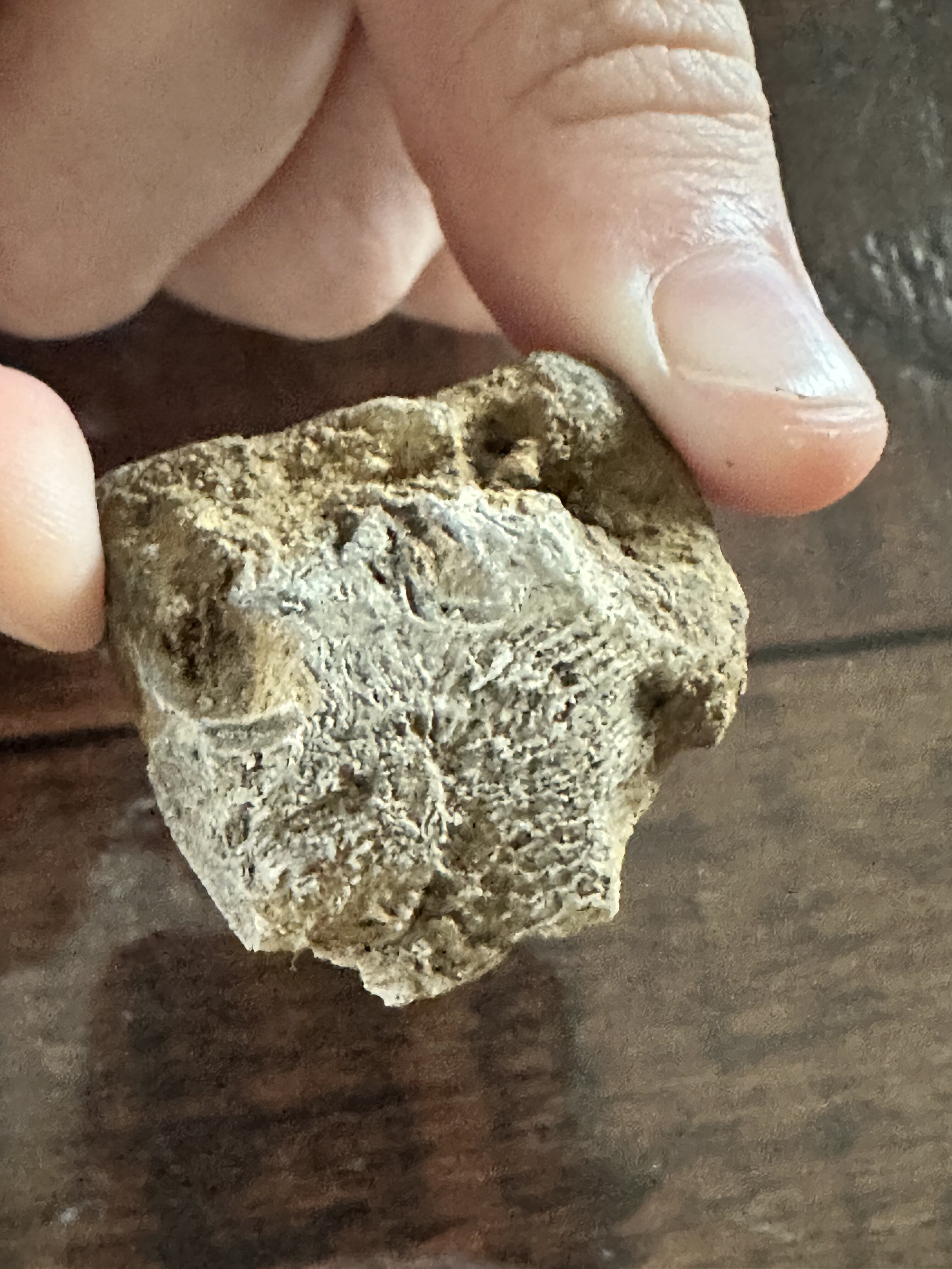 Possible shell fragments? - Fossil ID - The Fossil Forum