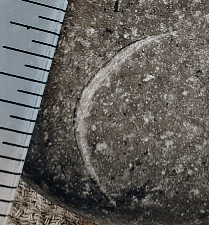 Half Moon Object - Fossil ID - The Fossil Forum