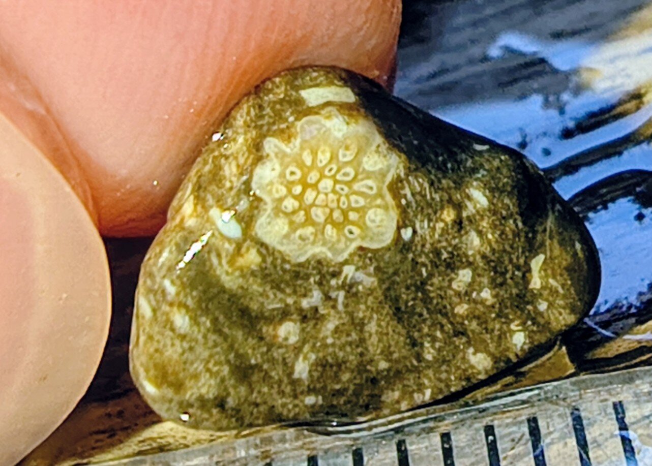 Weird Splats-Bryozoa? - Fossil ID - The Fossil Forum