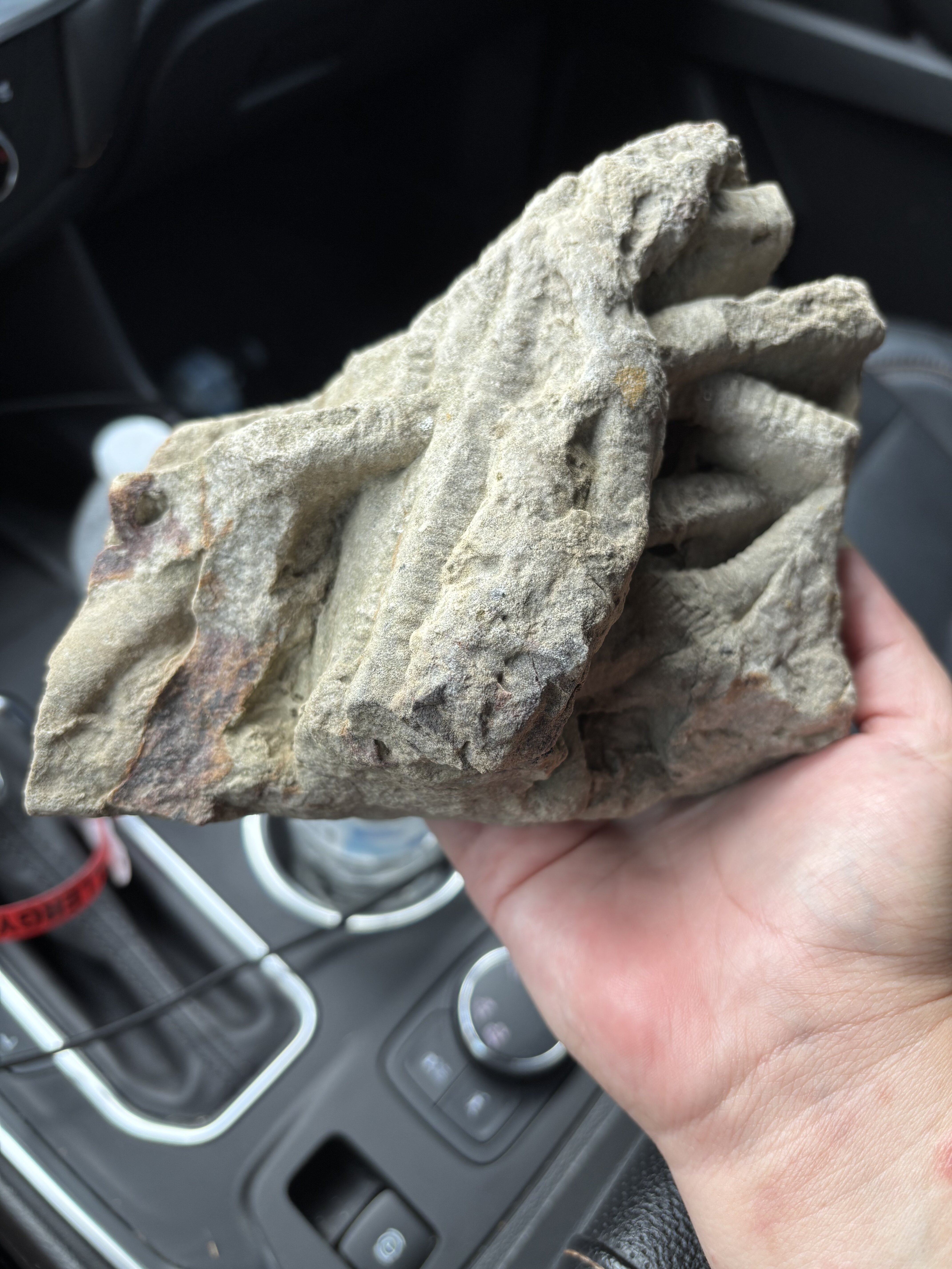 Found in river (Southwest Virginia) - Fossil ID - The Fossil Forum
