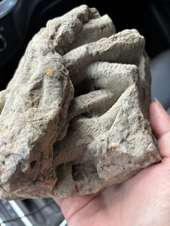 Found in river (Southwest Virginia) - Fossil ID - The Fossil Forum