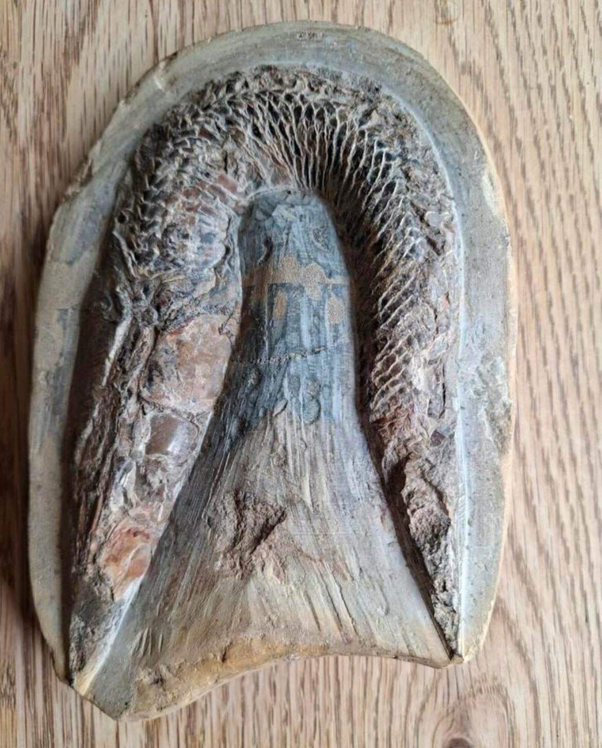 Real or fake? Santana fish - Is It Real? How to Recognize Fossil ...