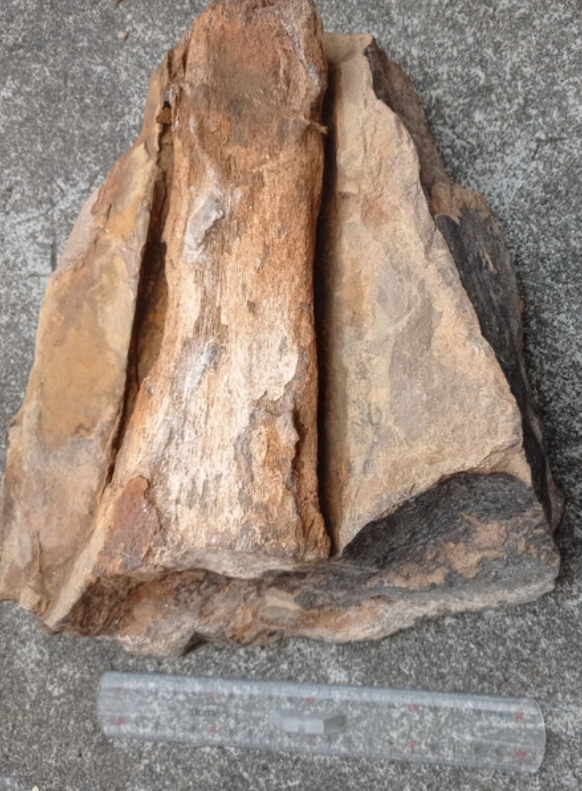 Miocene bone - Allier, Gannat, France - Fossil ID - The Fossil Forum