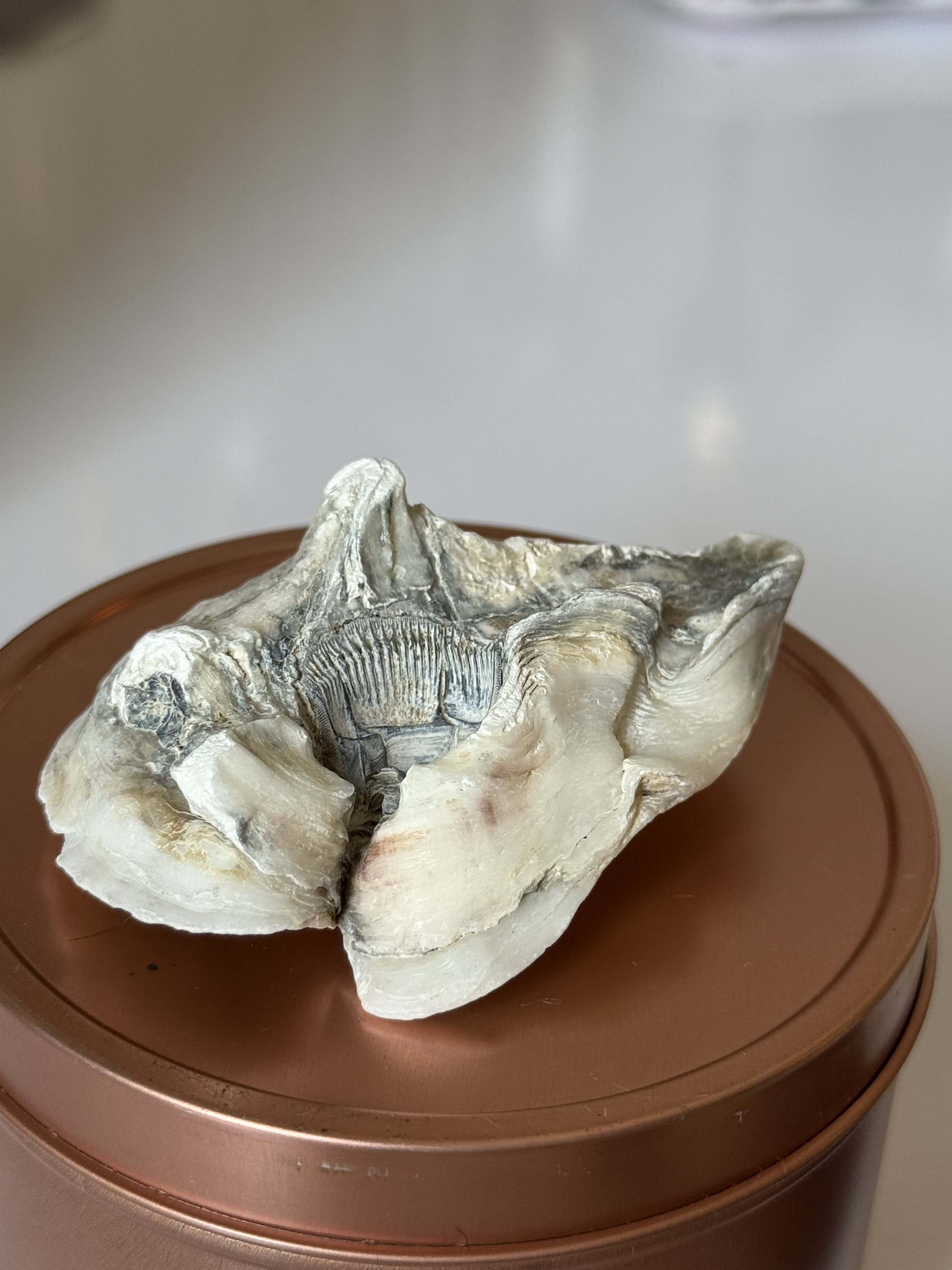 Anything cool? - Fossil ID - The Fossil Forum