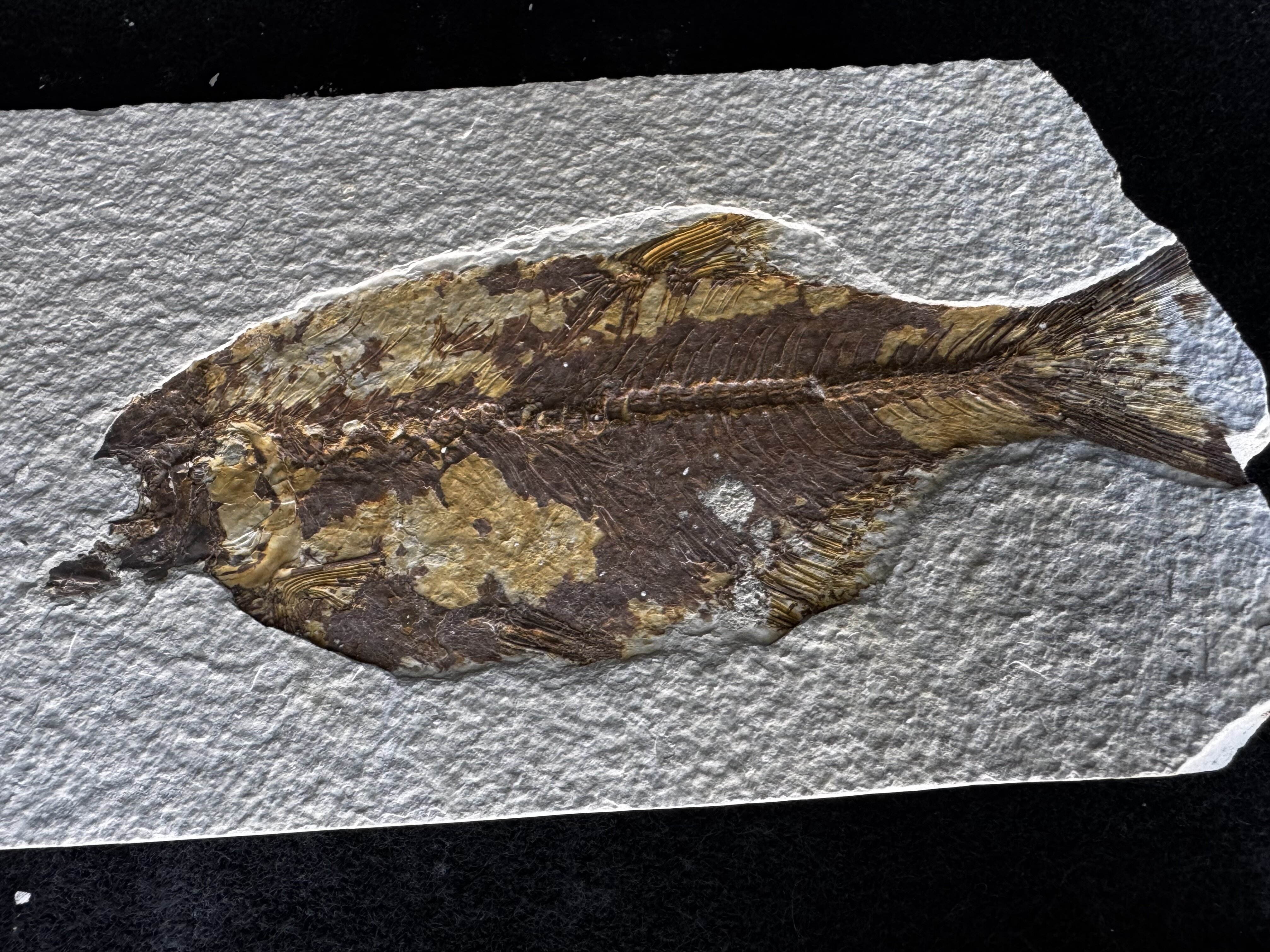 Is this a Hiodon falctus? - Fossil ID - The Fossil Forum
