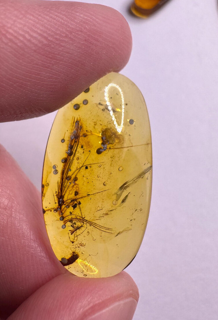 Amber from Burma - Fossil ID - The Fossil Forum