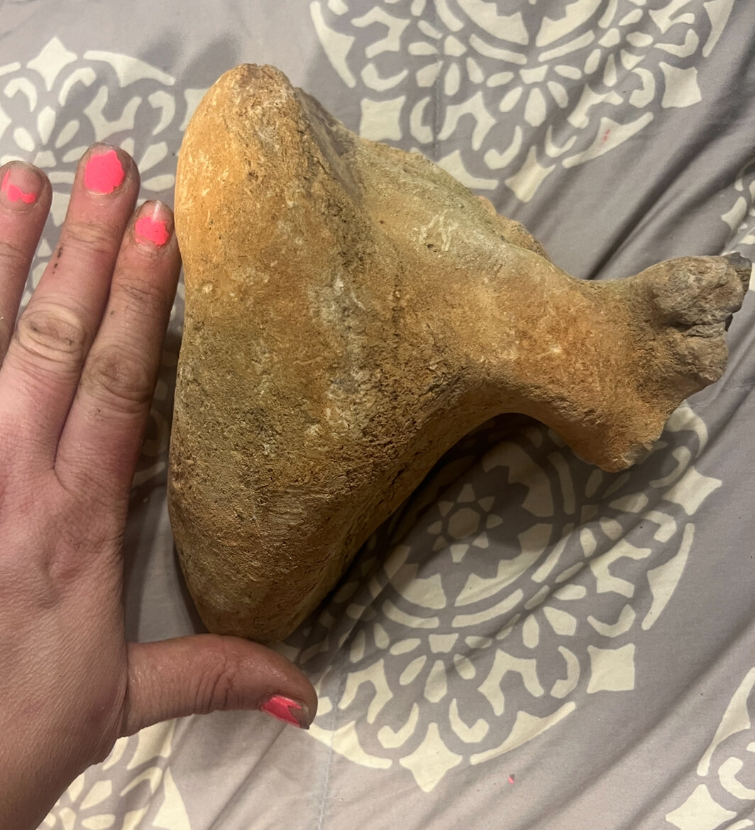 Fossil In Southeastern OREGON - Fossil ID - The Fossil Forum