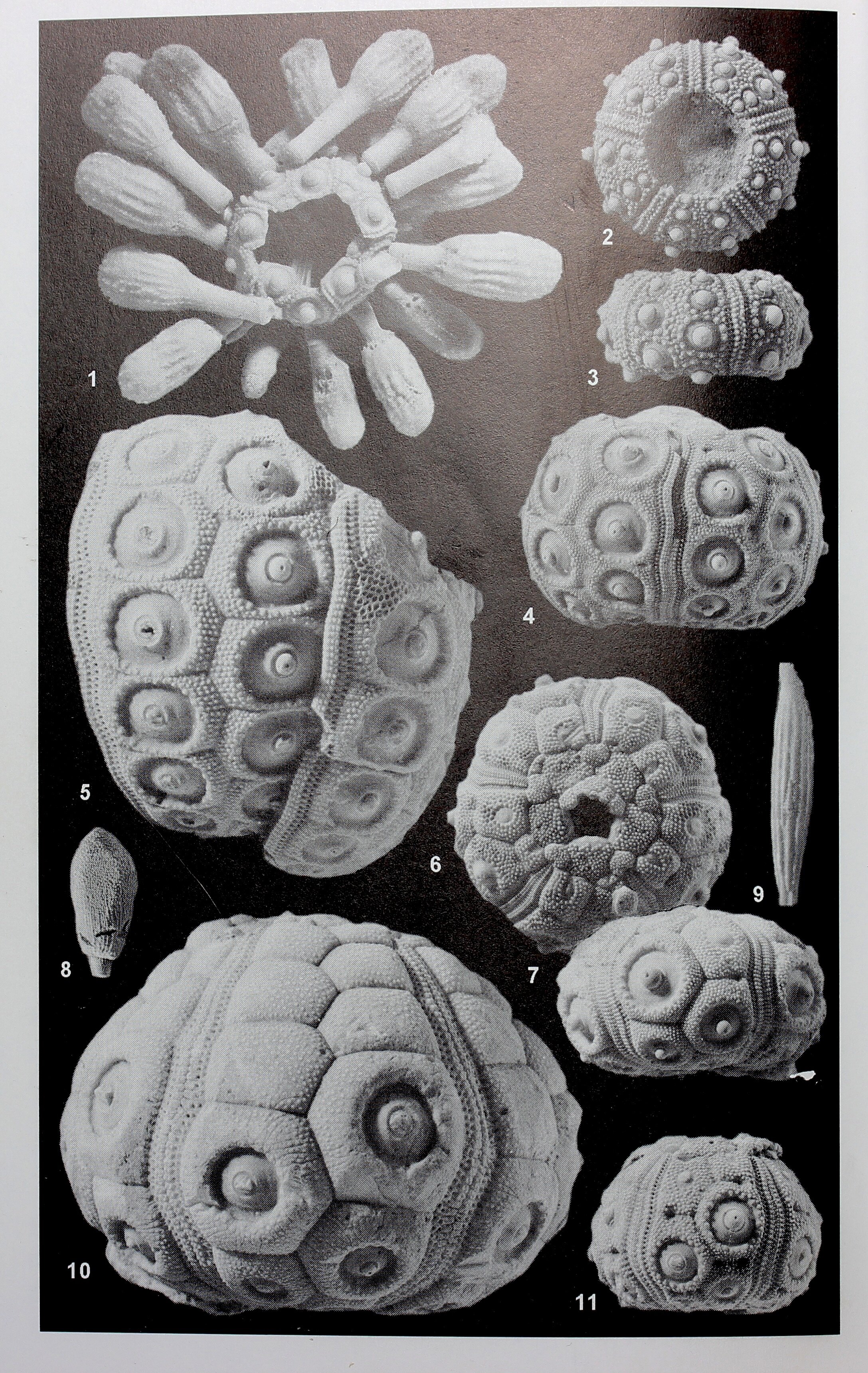 What could this be? - Fossil ID - The Fossil Forum