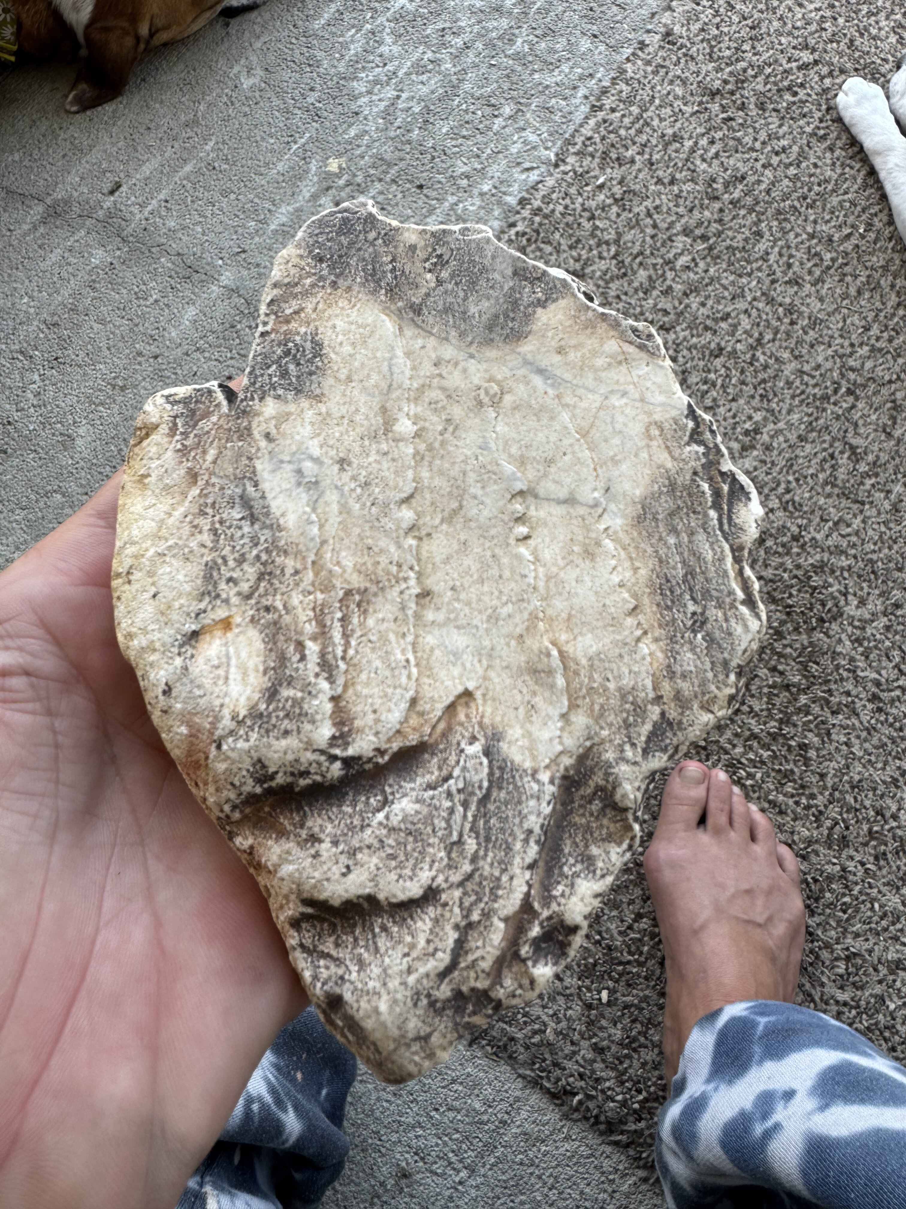 Tooth from a Globidens mosasaur? - Fossil ID - The Fossil Forum