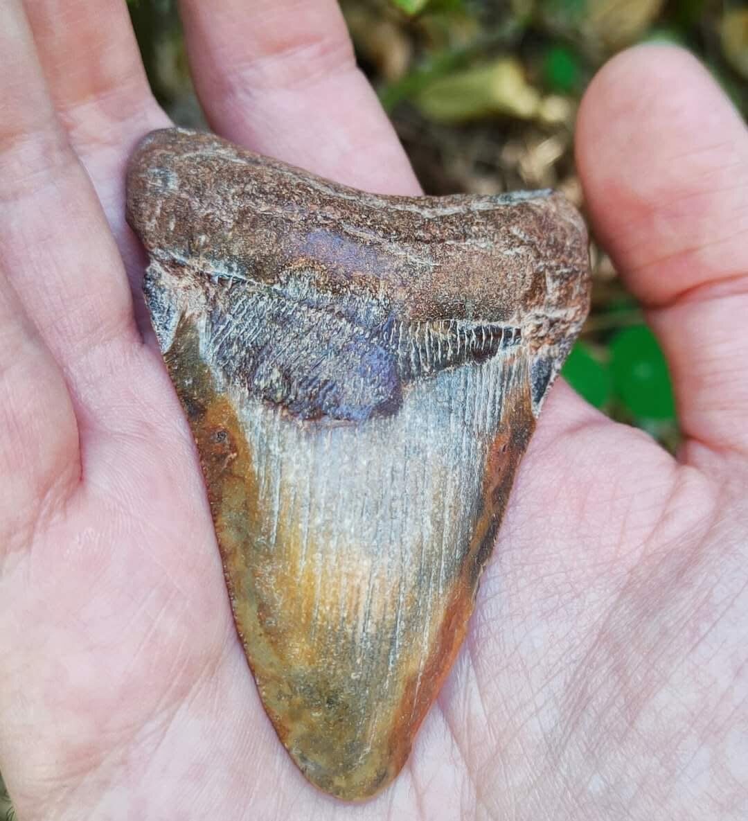 Bite marks on shark tooth - General Fossil Discussion - The Fossil Forum