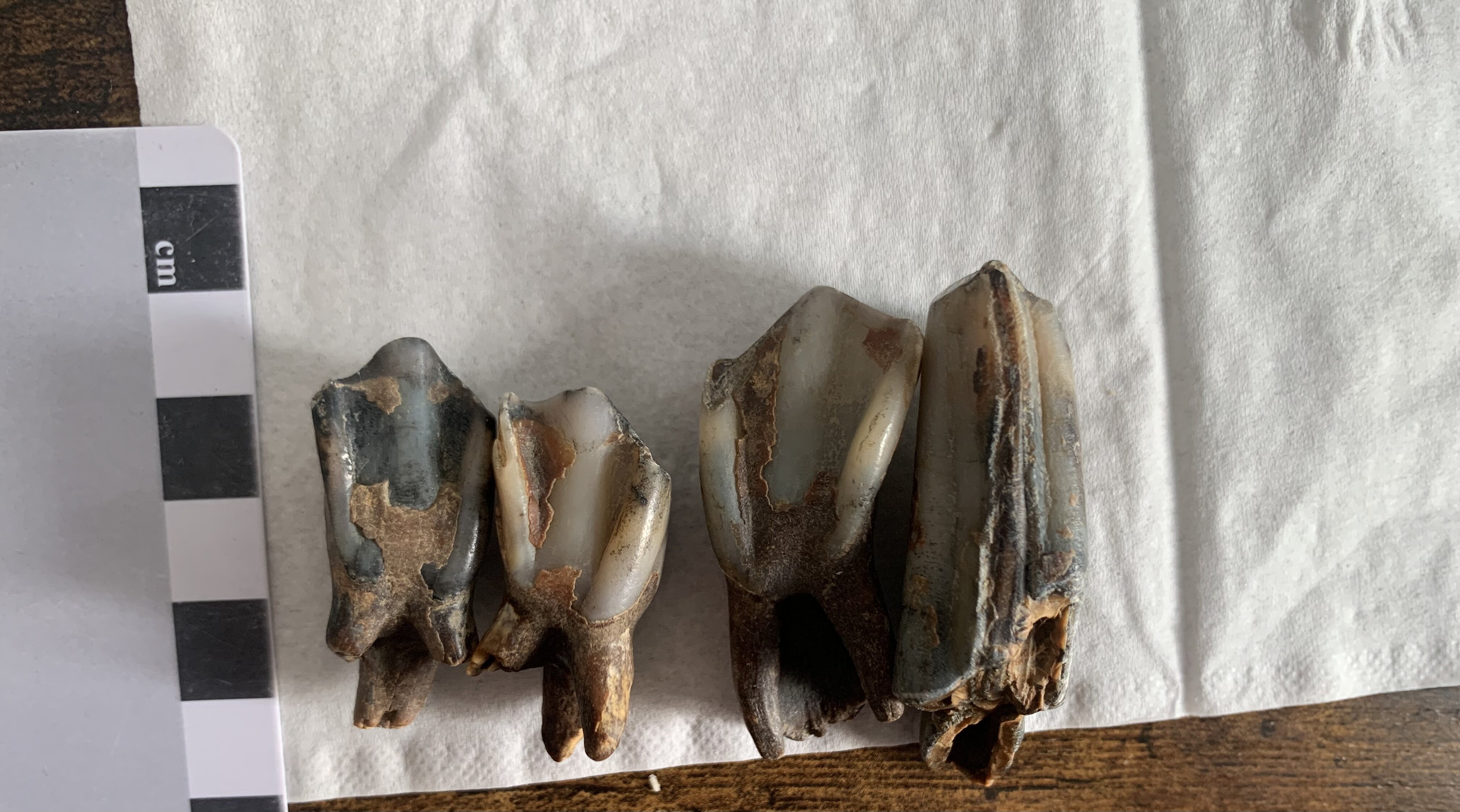 Mammal Tooth ID From Thames River - Fossil ID - The Fossil Forum