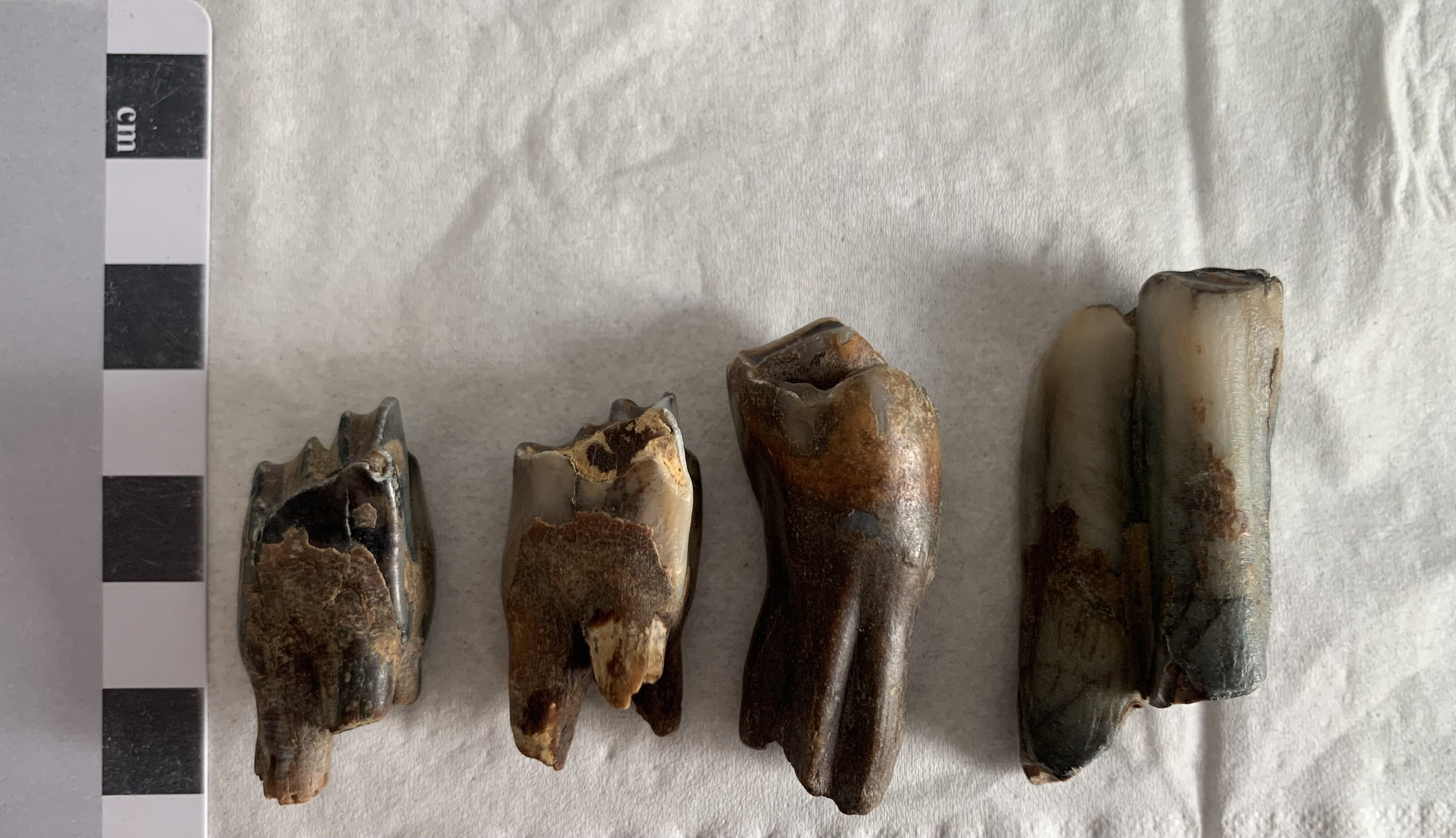 Mammal Tooth ID From Thames River - Fossil ID - The Fossil Forum
