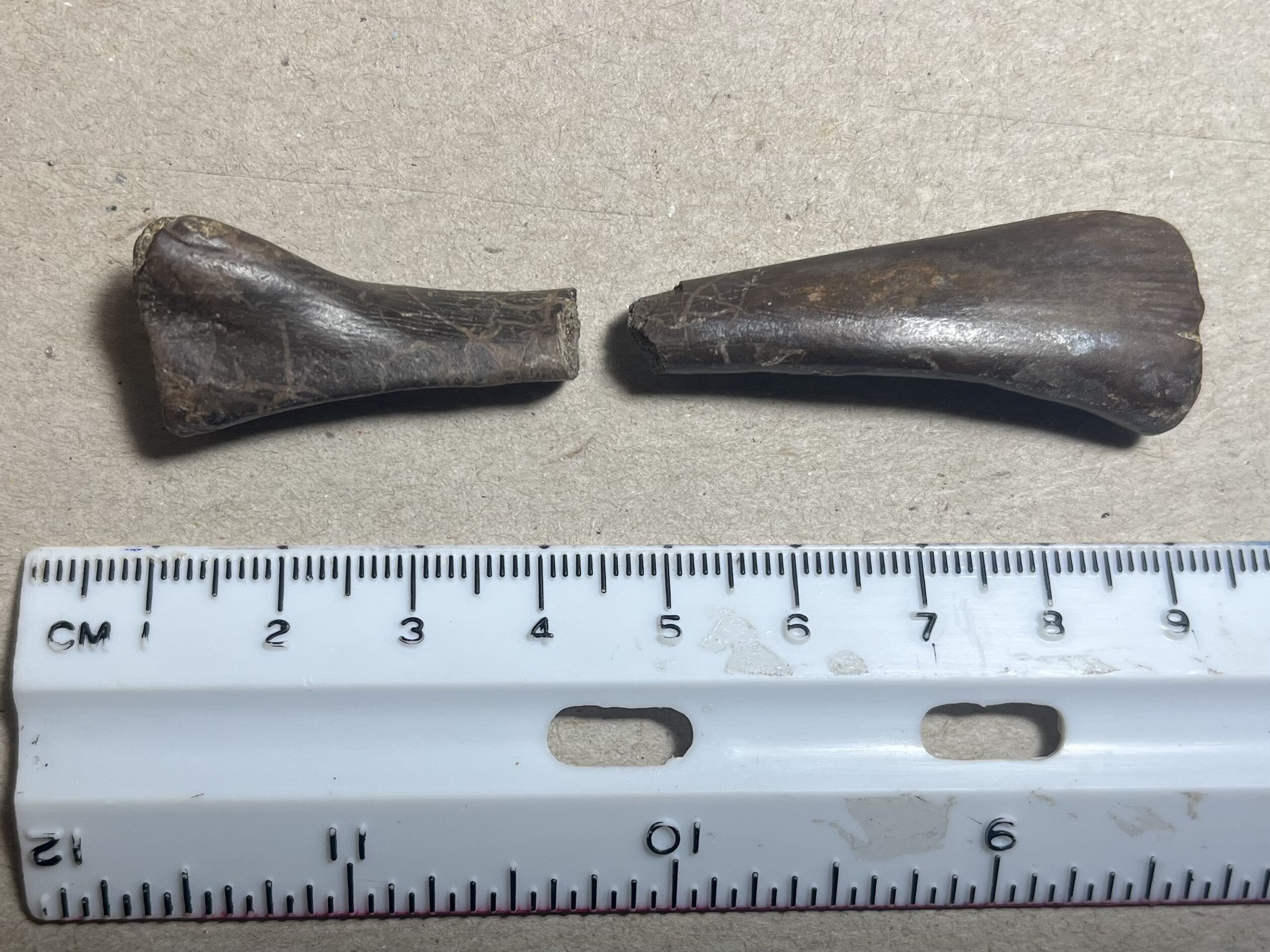 Two ends of a champsosaur femur? - Fossil ID - The Fossil Forum