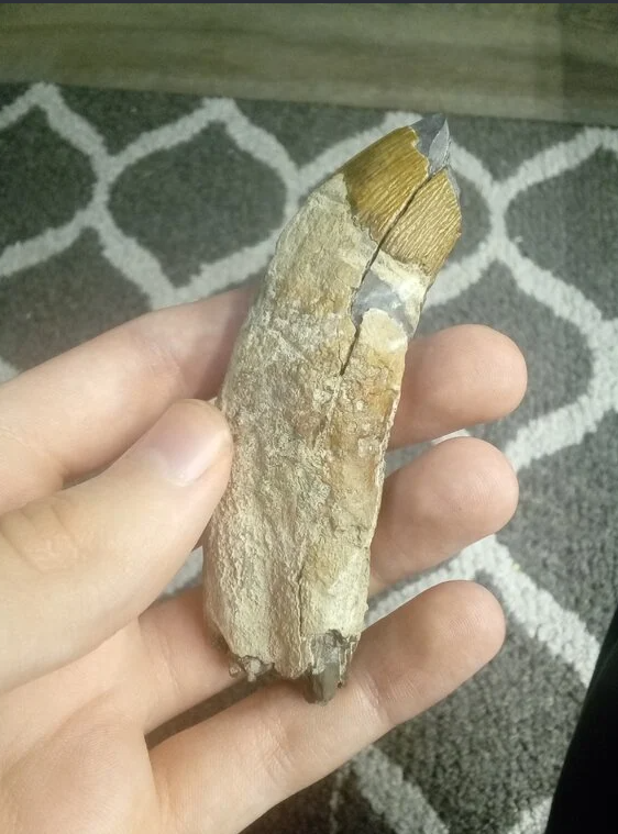 What species of squalodon could thid tooth be from? - Fossil ID - The ...