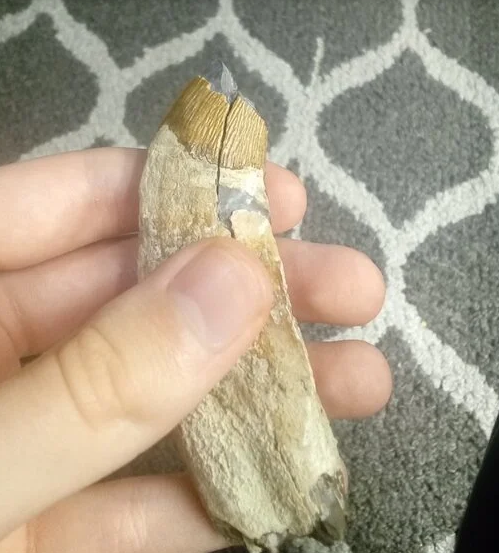 What species of squalodon could thid tooth be from? - Fossil ID - The ...