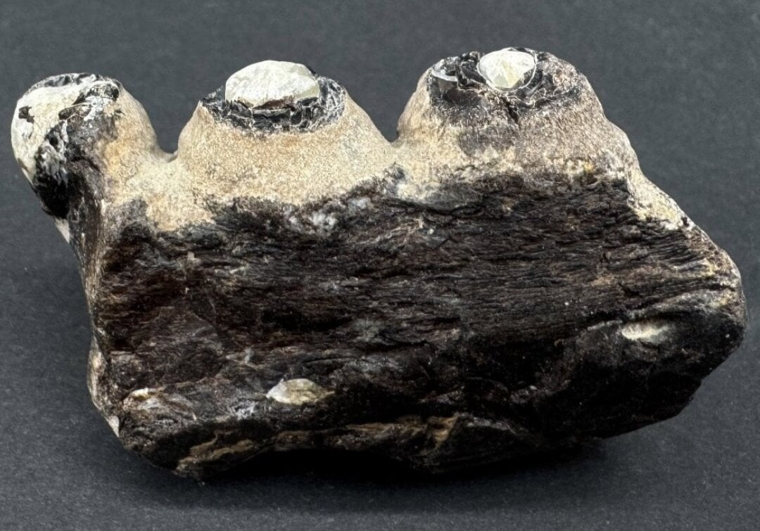 Globidens alabamaensis ? - Fossil ID - The Fossil Forum