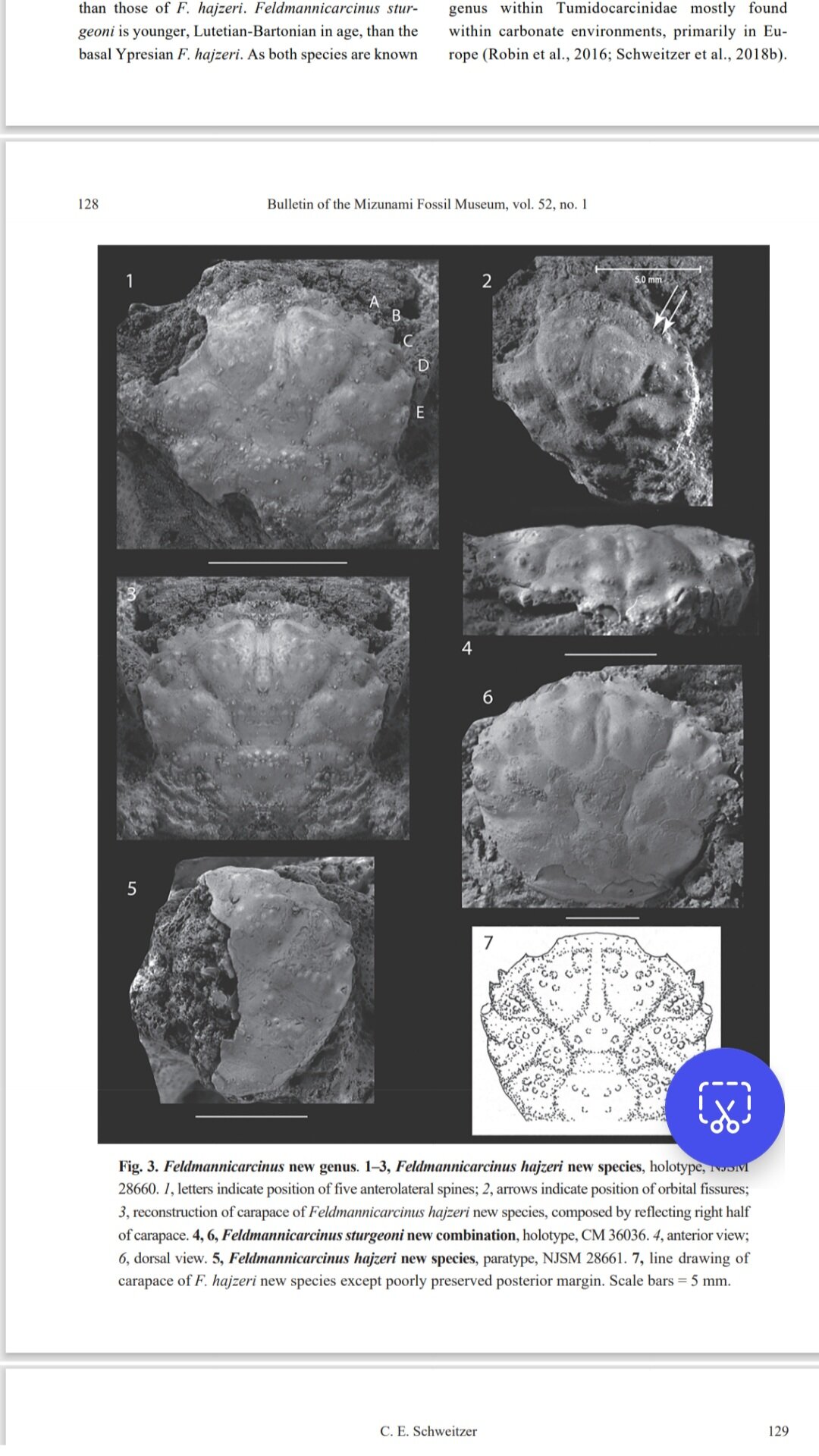 Three new Species of crabs from the Vincentown Formation of New Jersey ...
