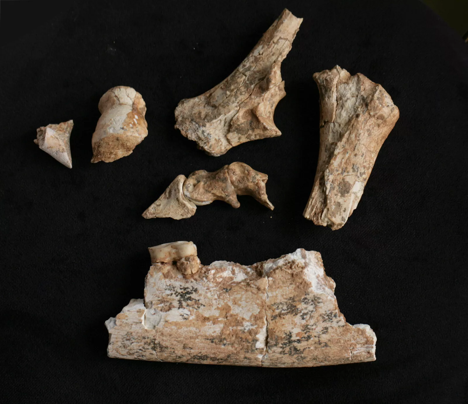 Chalicotherium bones from Linxia basin - Fossil ID - The Fossil Forum