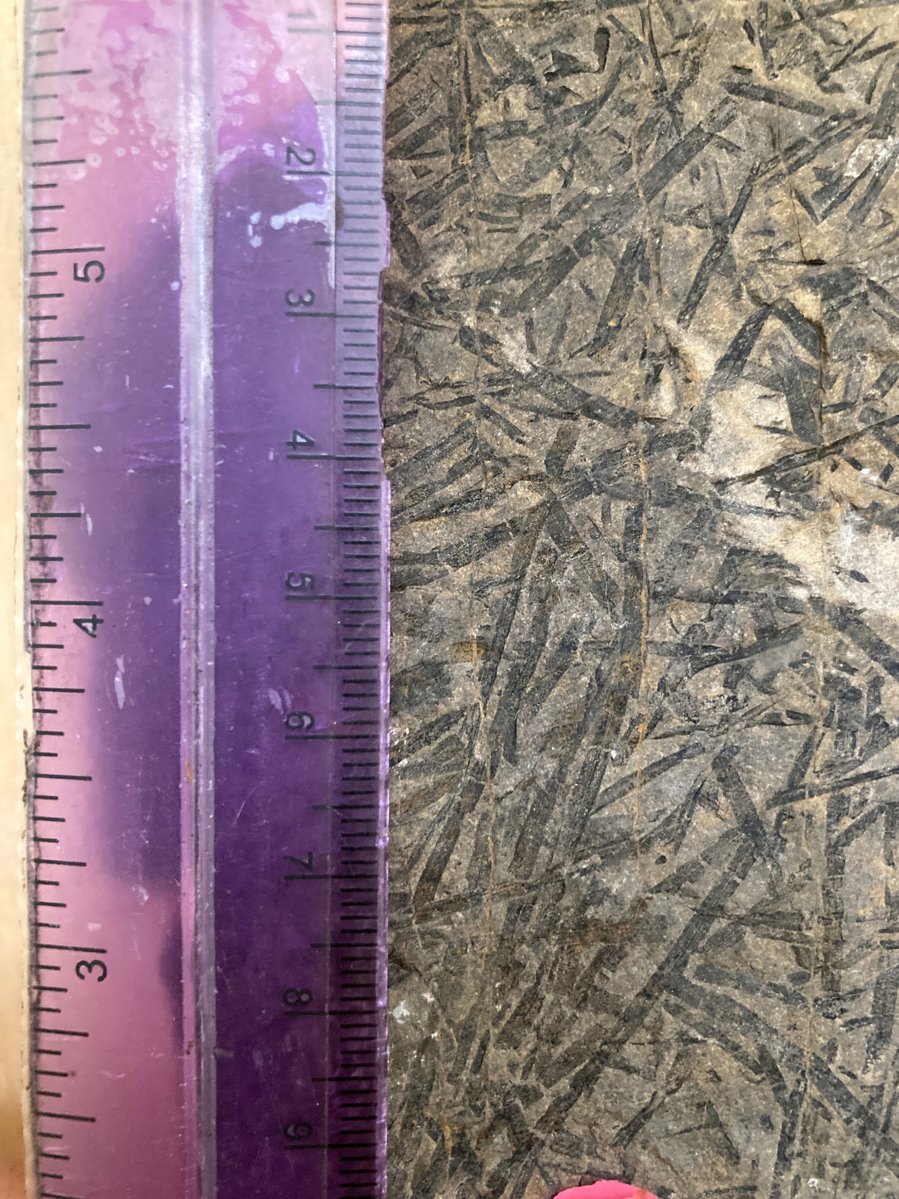 Plant fossils from Elk Formation, Southeast British Columbia - Fossil ...